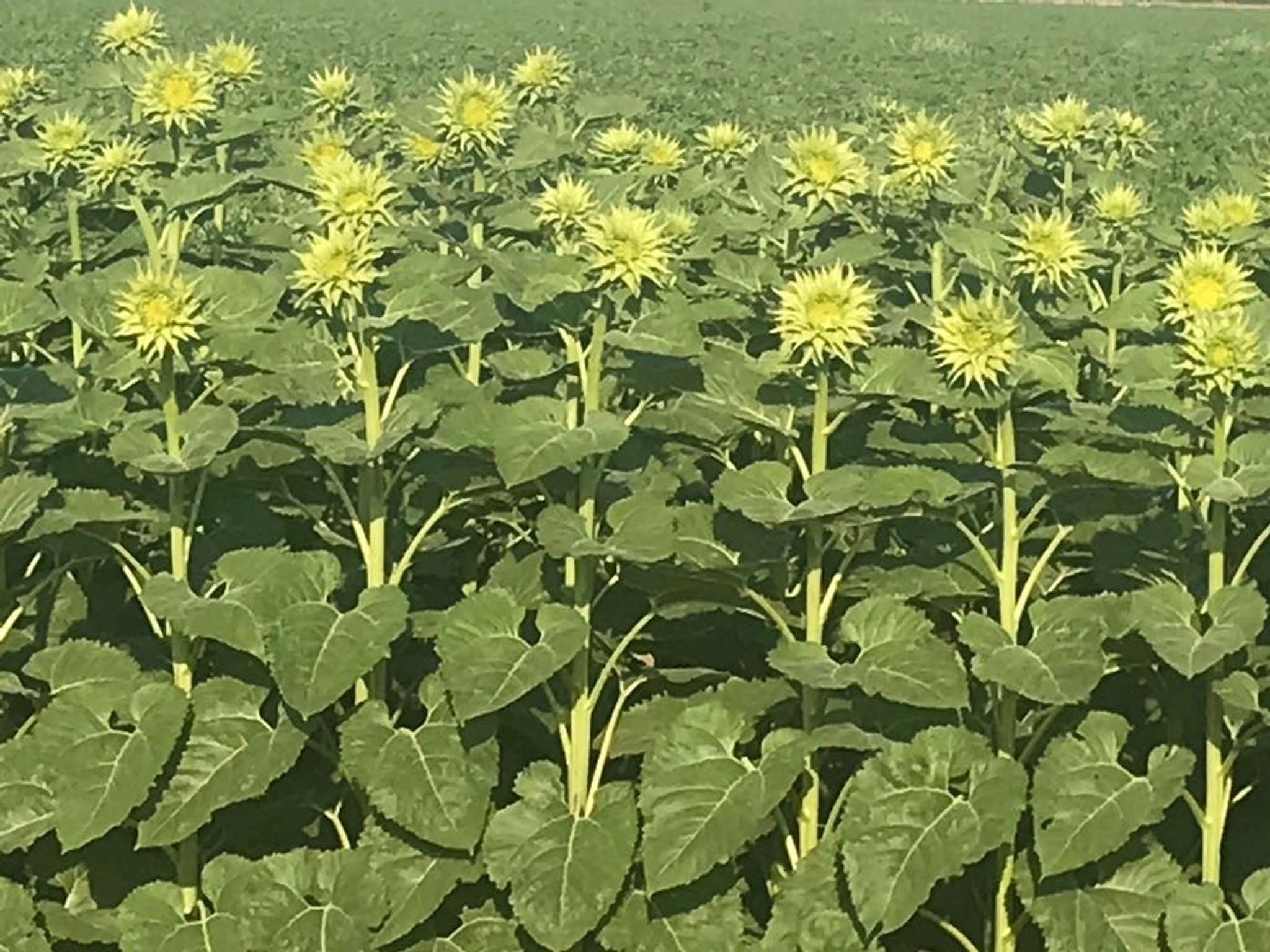 Sunflower, Sunfill Green – William Dam Seeds