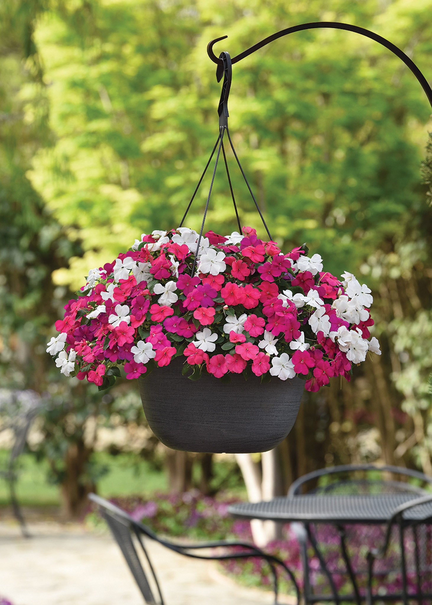Impatiens, Portland Beacon Mix – William Dam Seeds