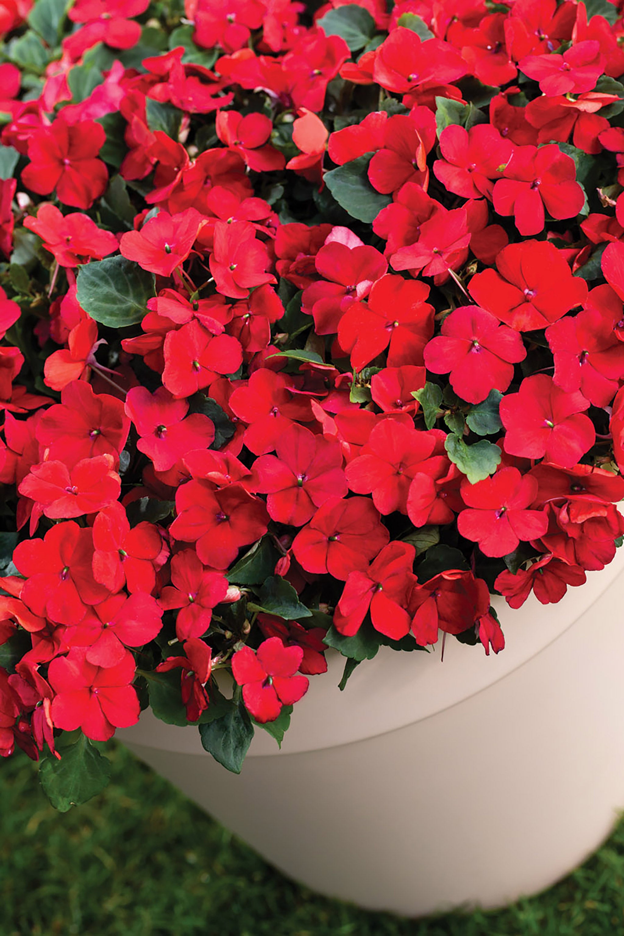 Impatiens, Imara Red Improved – William Dam Seeds