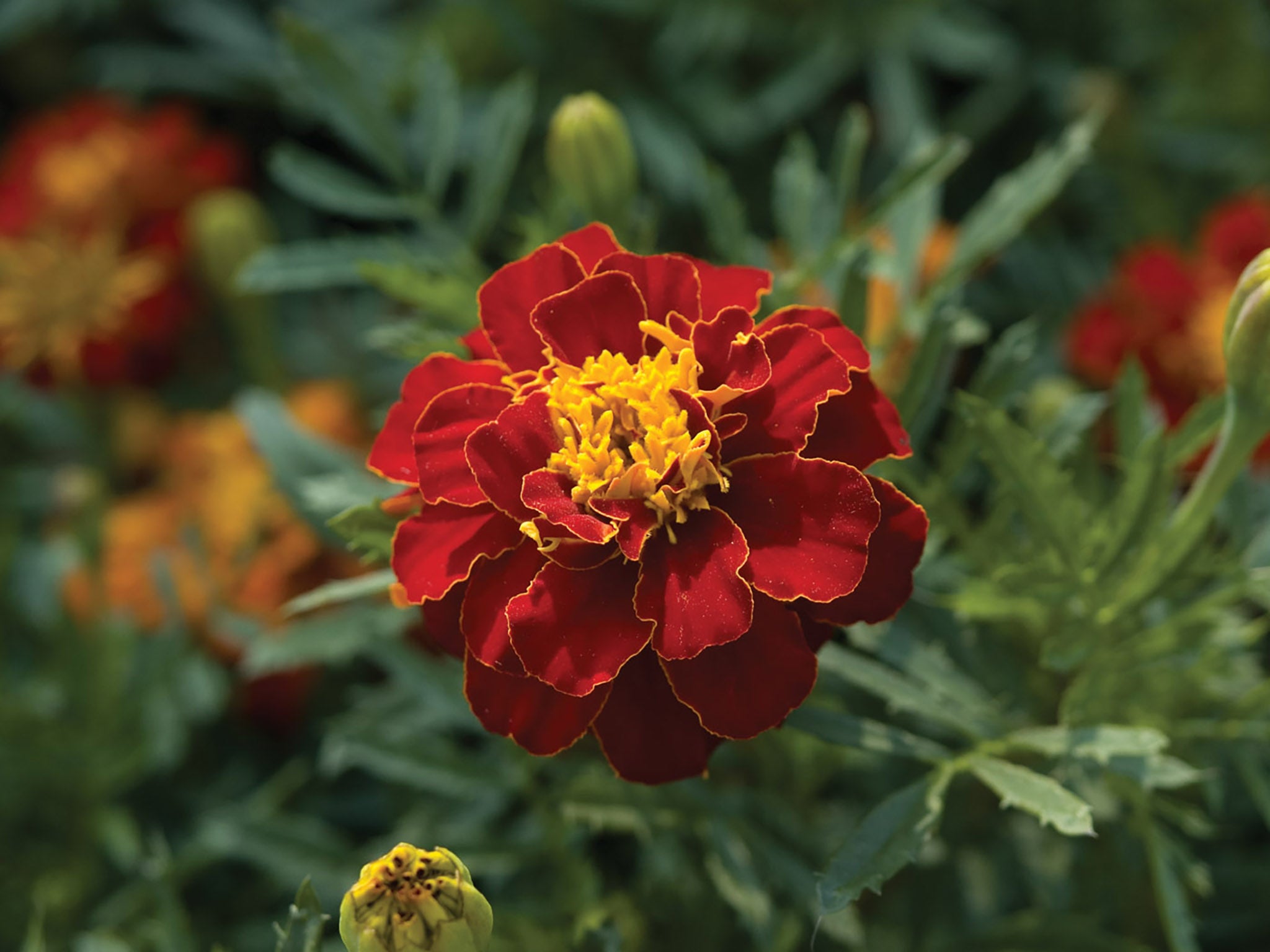 Marigold, Safari Red – William Dam Seeds