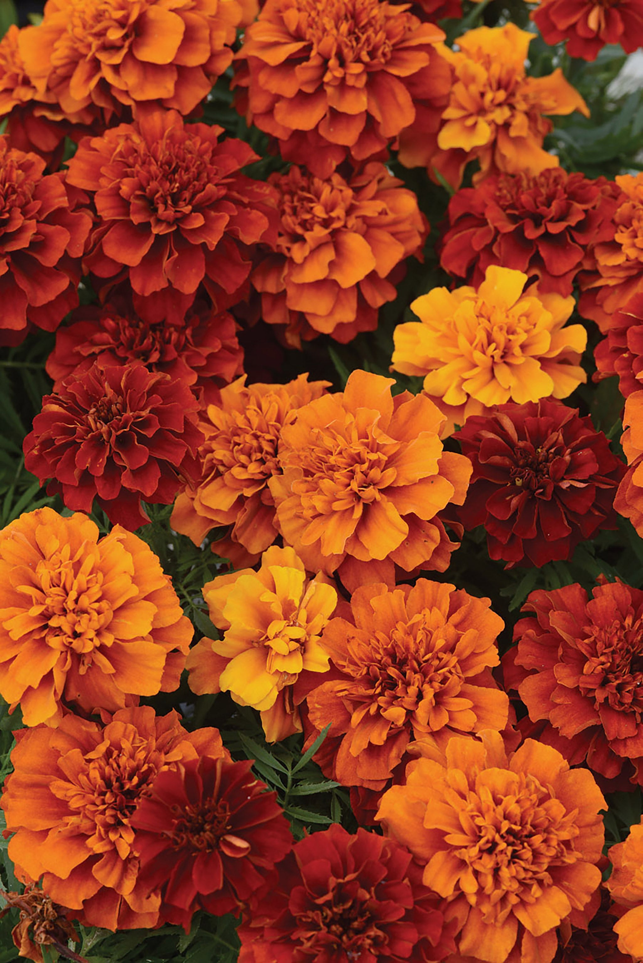 Marigold, Fireball Marigold – William Dam Seeds