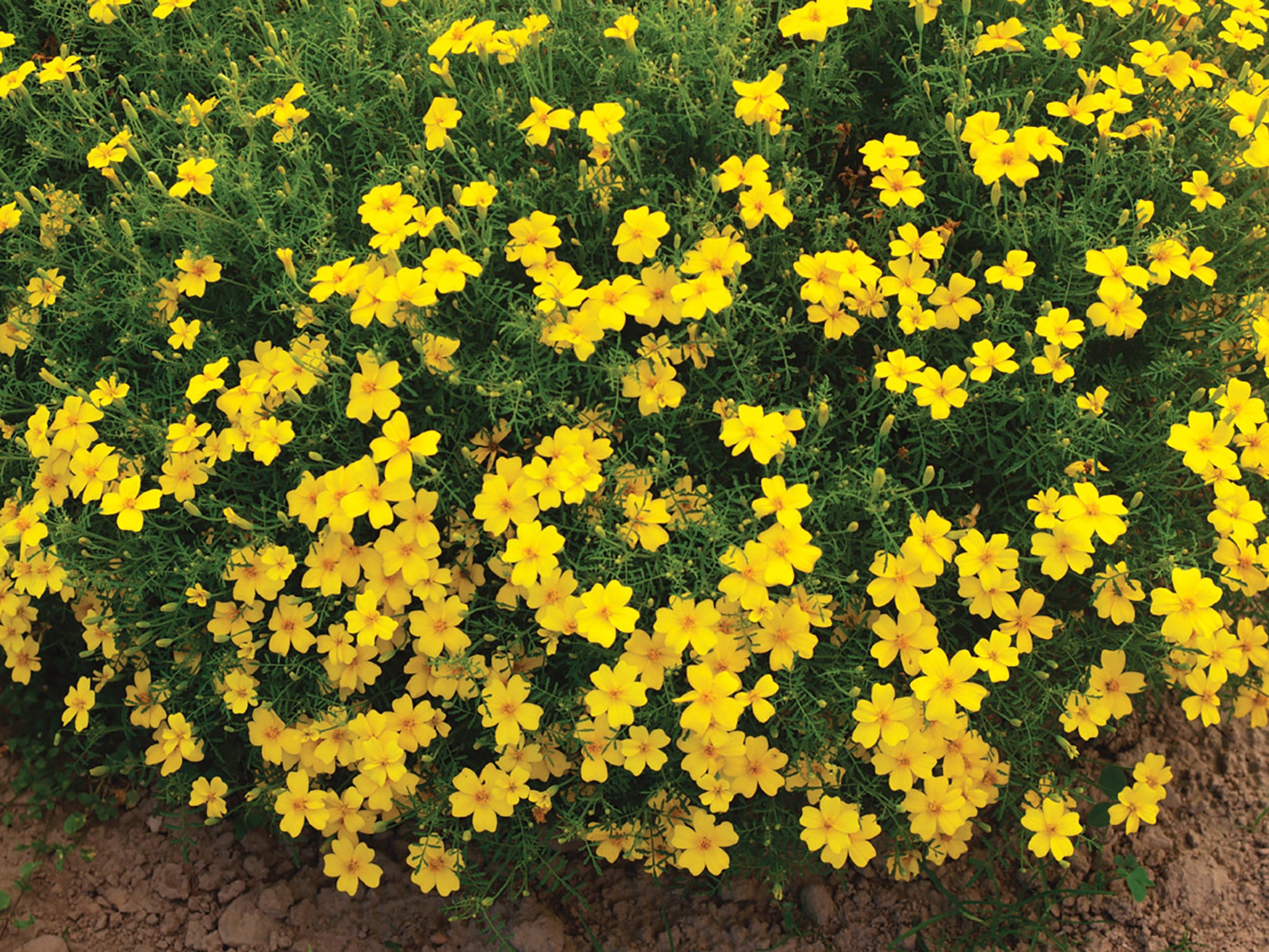 Marigold, Lemon Gem – William Dam Seeds