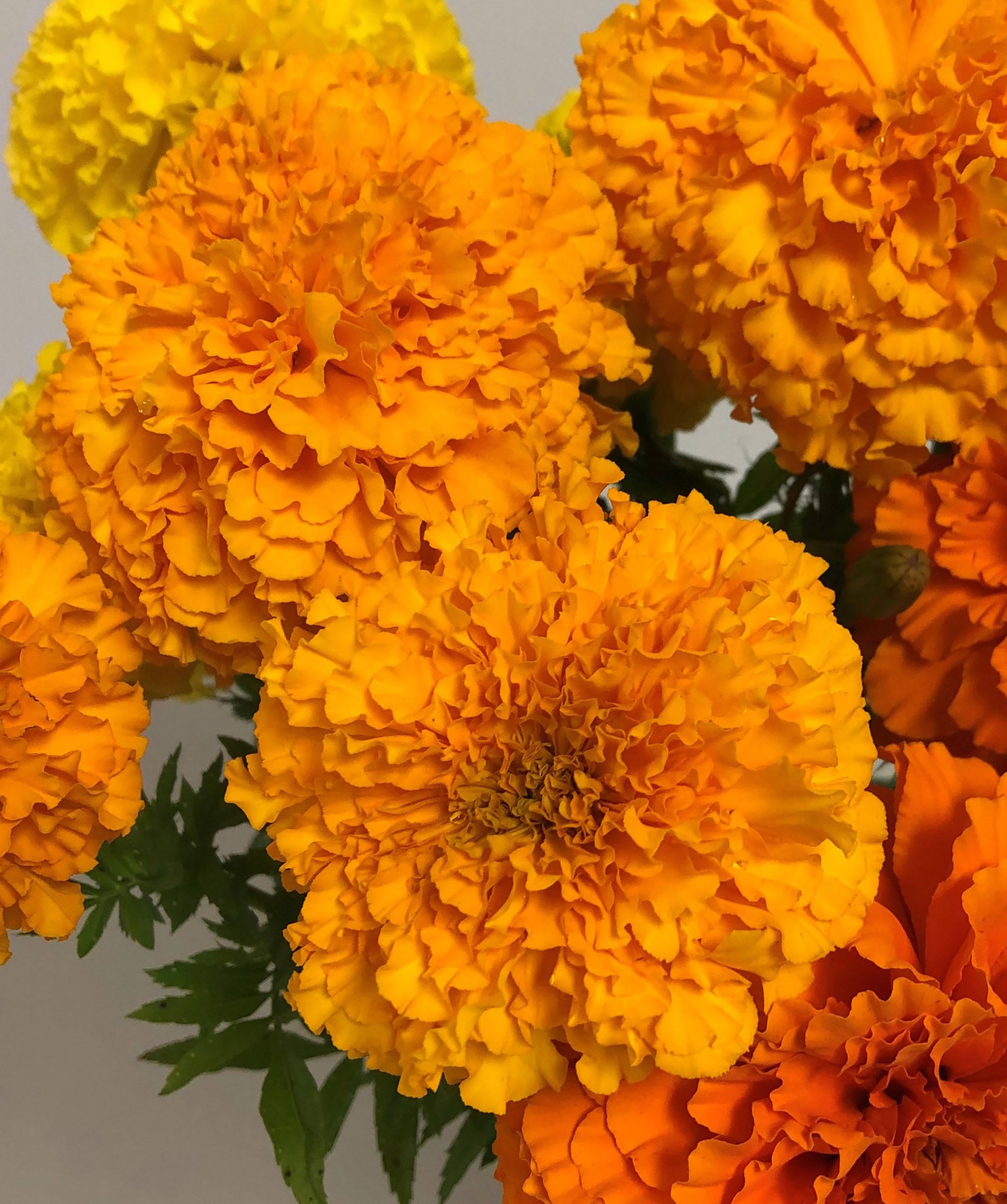 Marigold, Coco Gold – William Dam Seeds