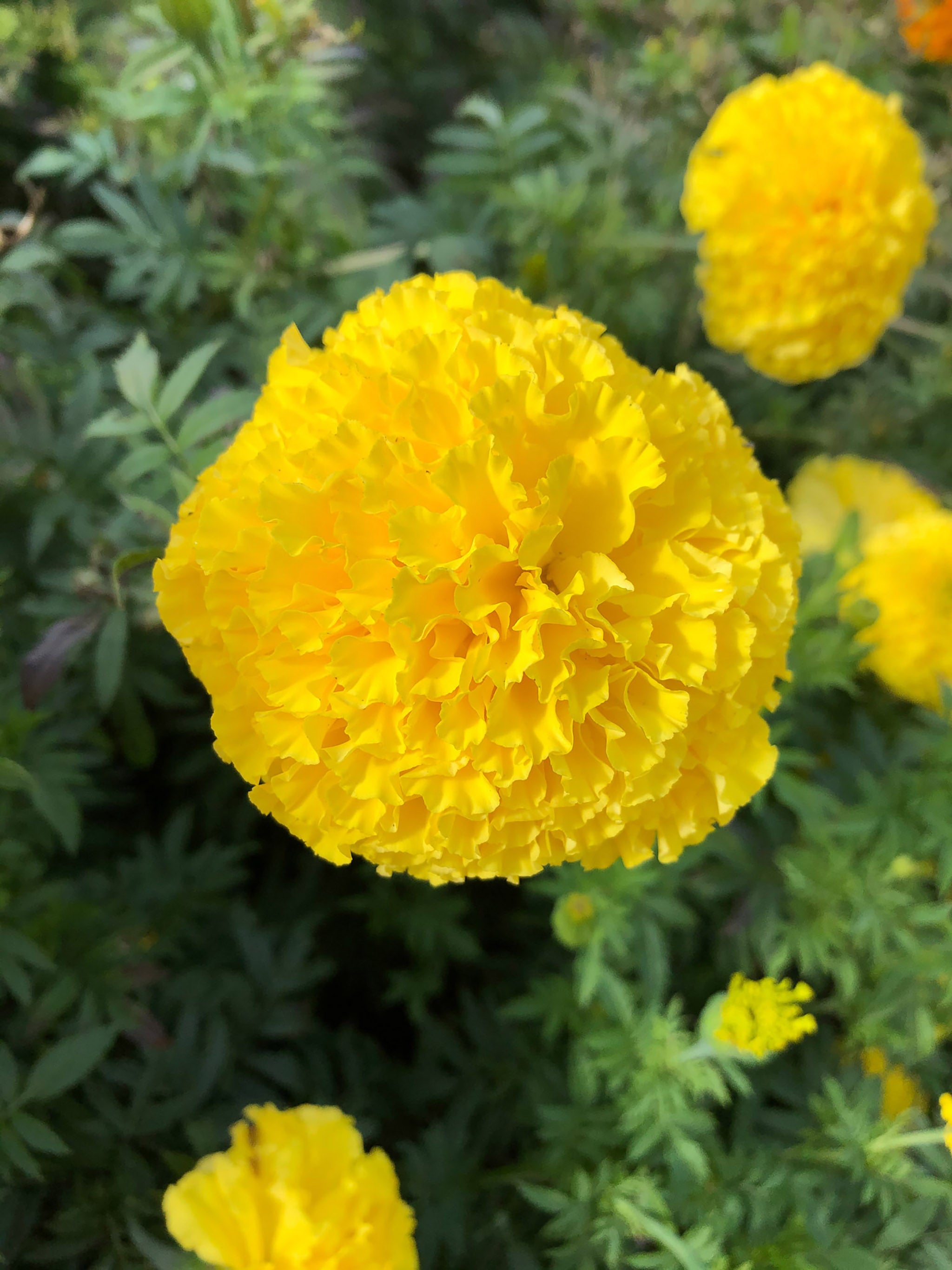 Marigold, Coco Yellow – William Dam Seeds