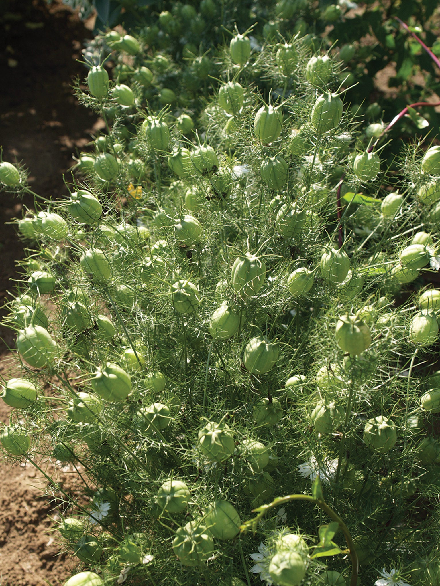 Nigella, Albion Green Pod – William Dam Seeds