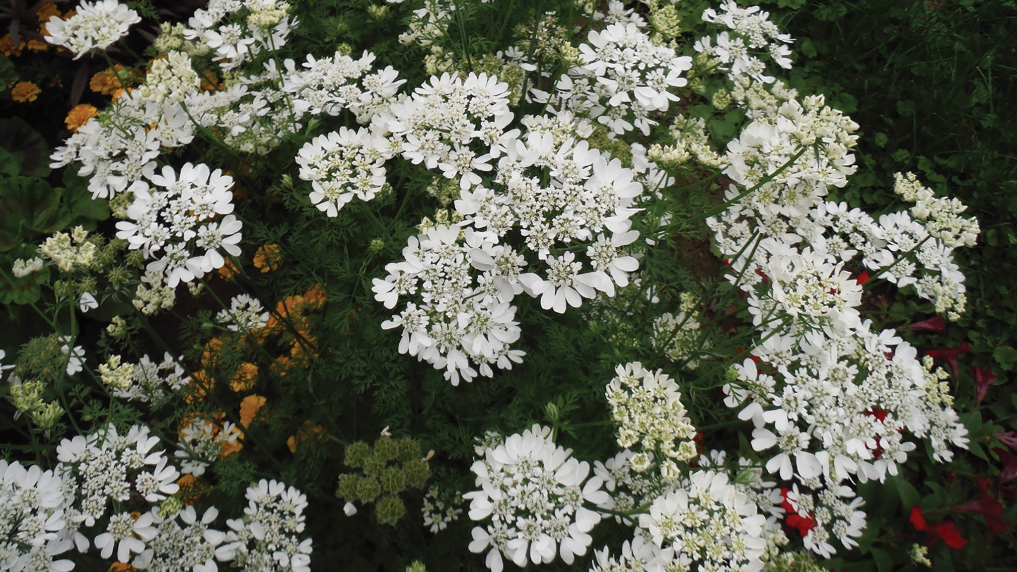 Orlaya, White Lace – William Dam Seeds