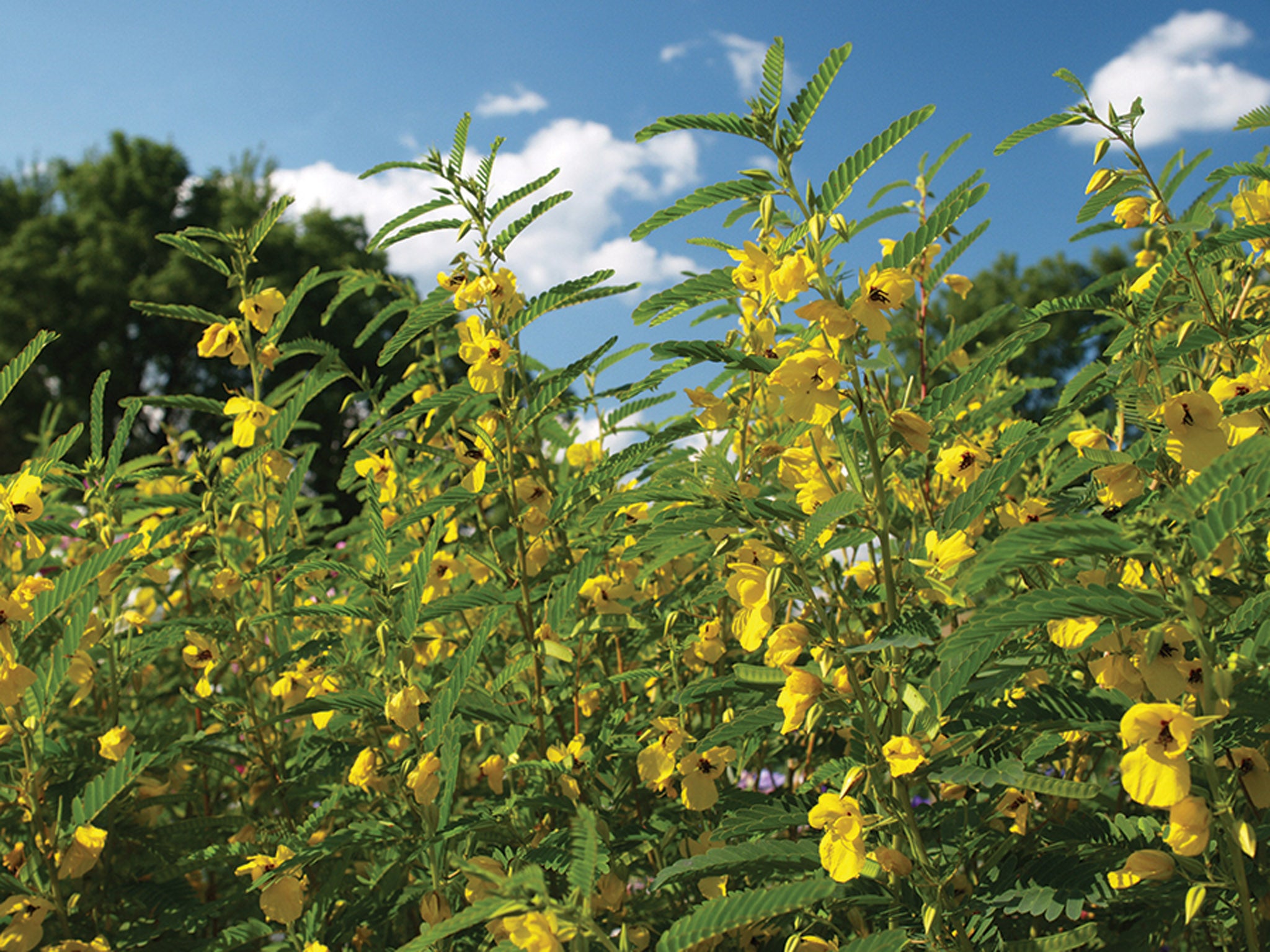 Partridge Pea – William Dam Seeds