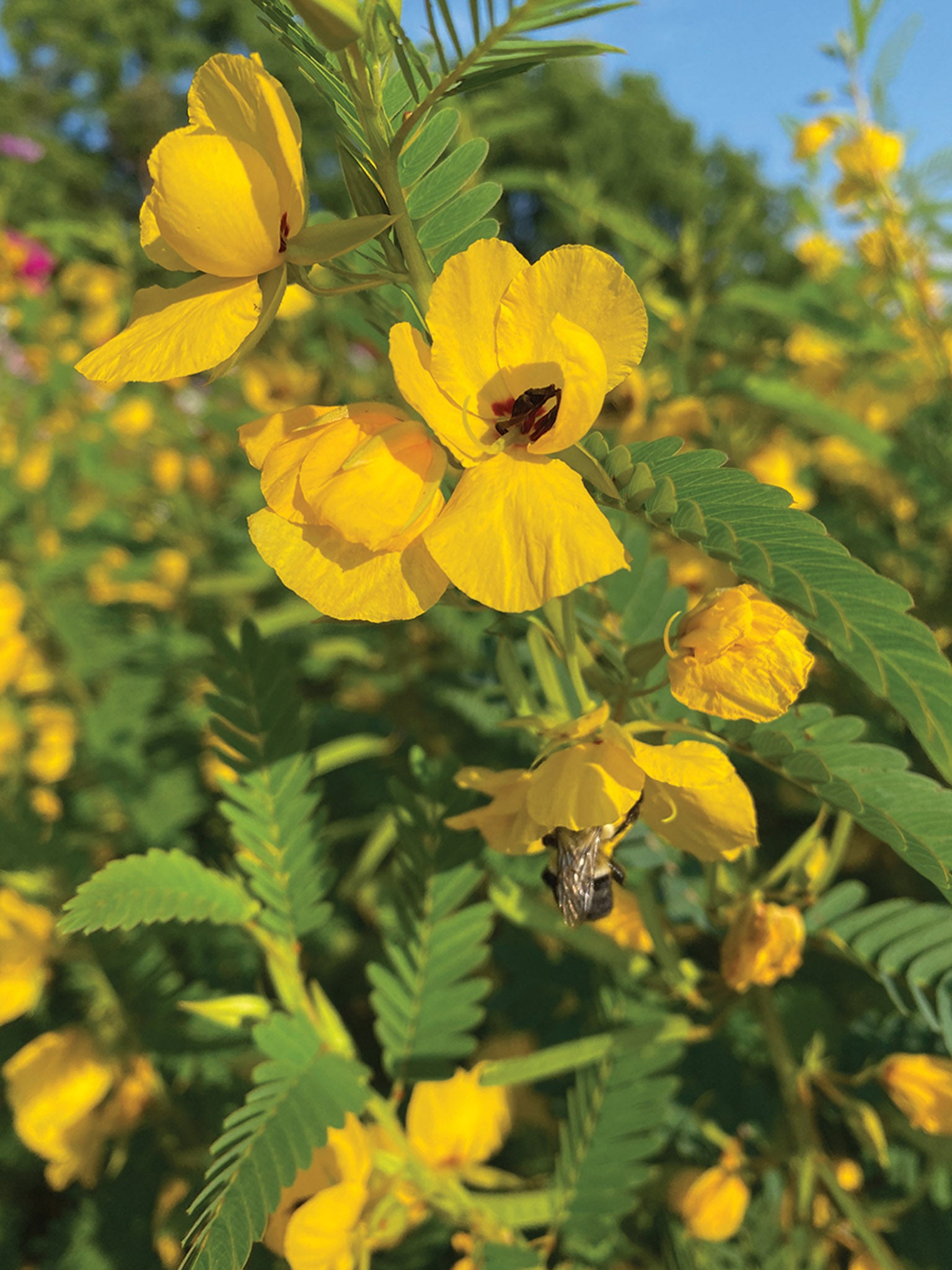 Partridge Pea – William Dam Seeds