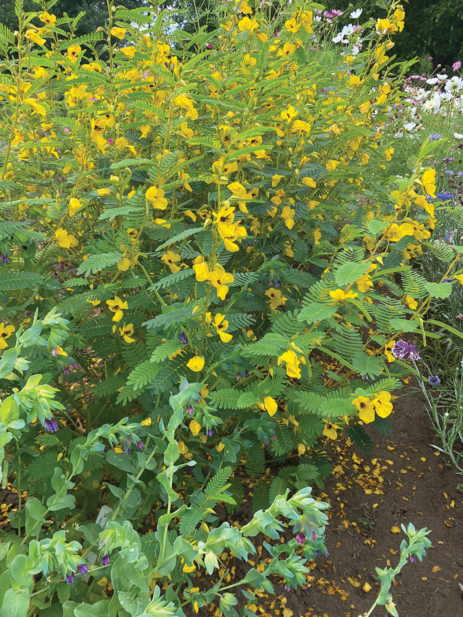 Partridge Pea – William Dam Seeds