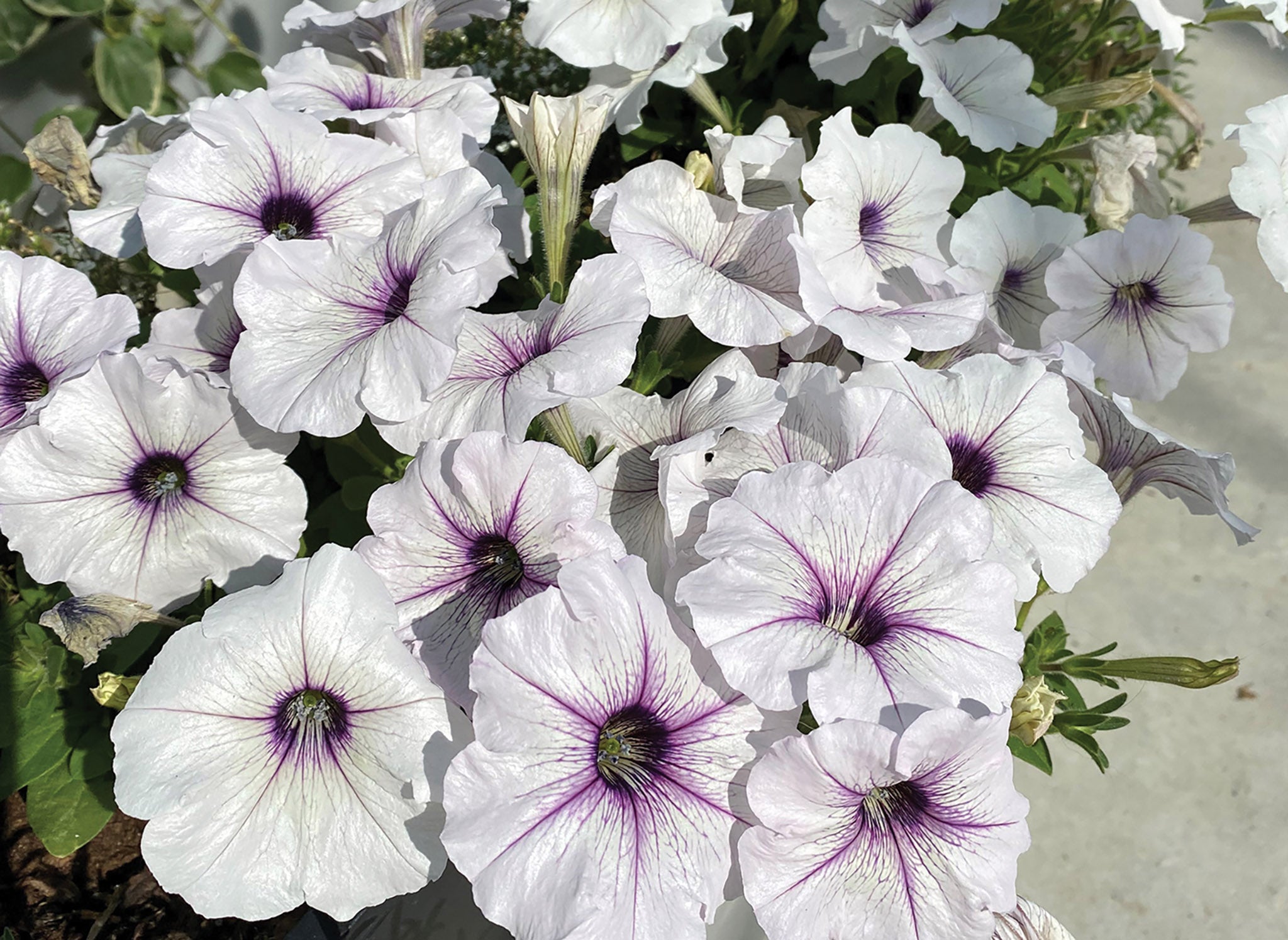 Petunia, Trilogy Silver Throat – William Dam Seeds