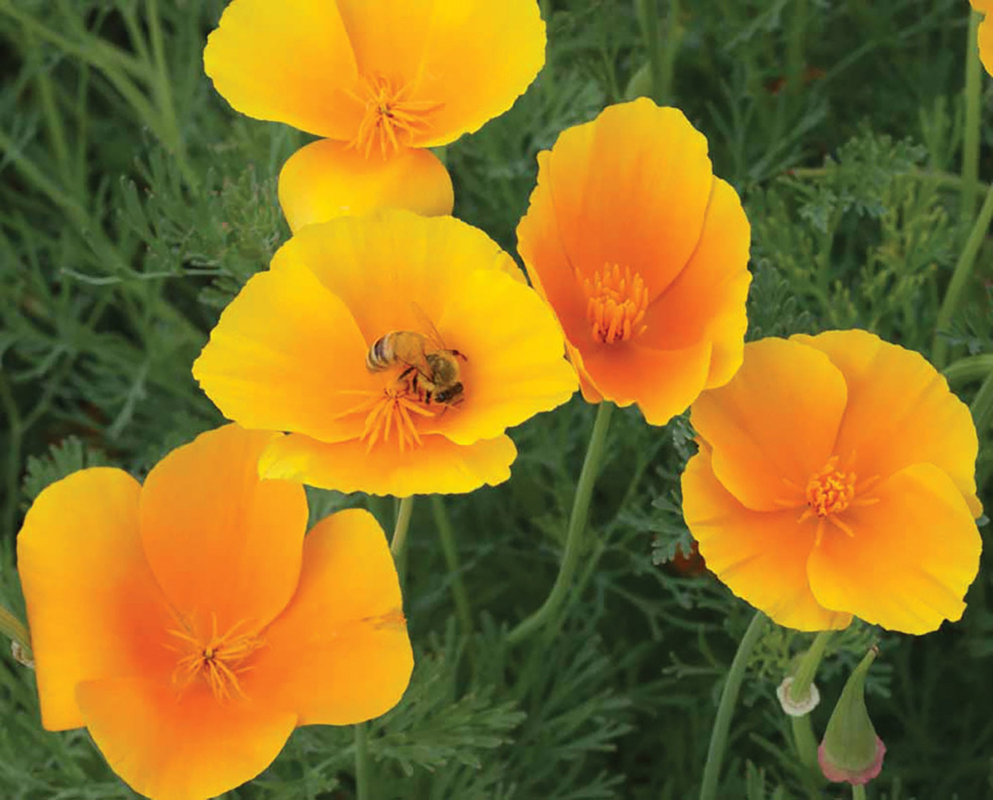 Poppy, California Poppy – William Dam Seeds