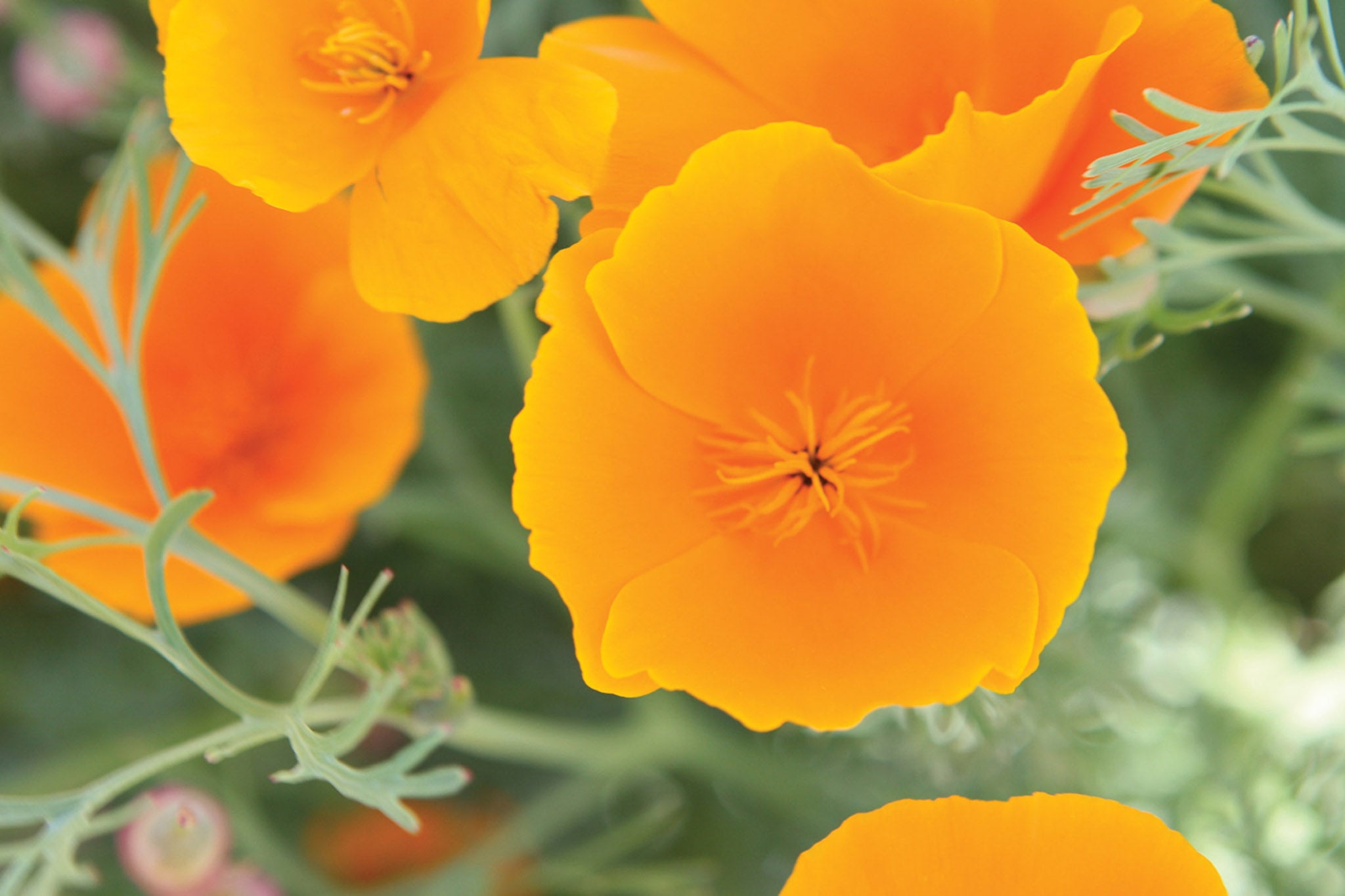 Poppy, California Poppy – William Dam Seeds