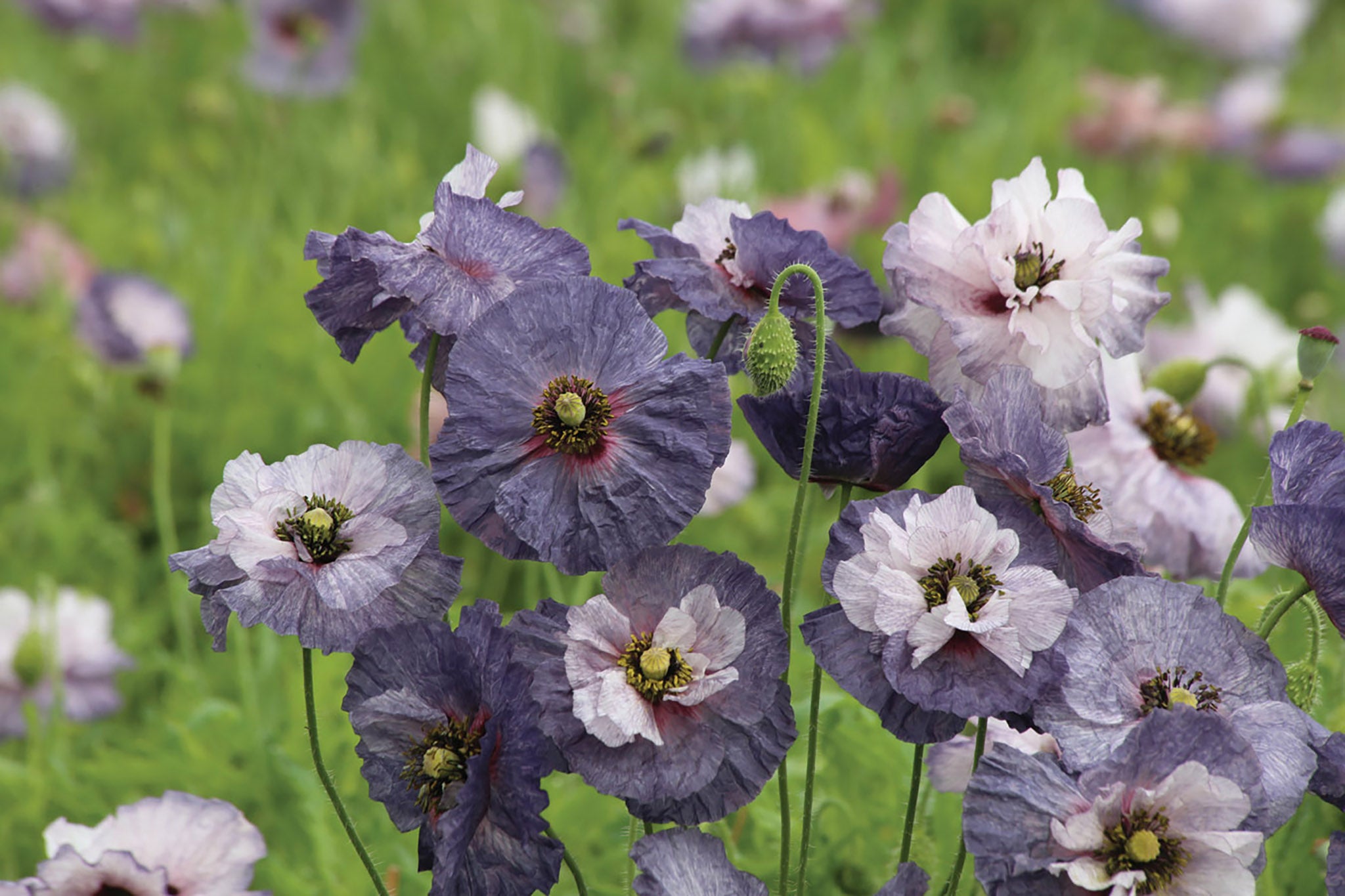 Poppy, Amazing Grey – William Dam Seeds
