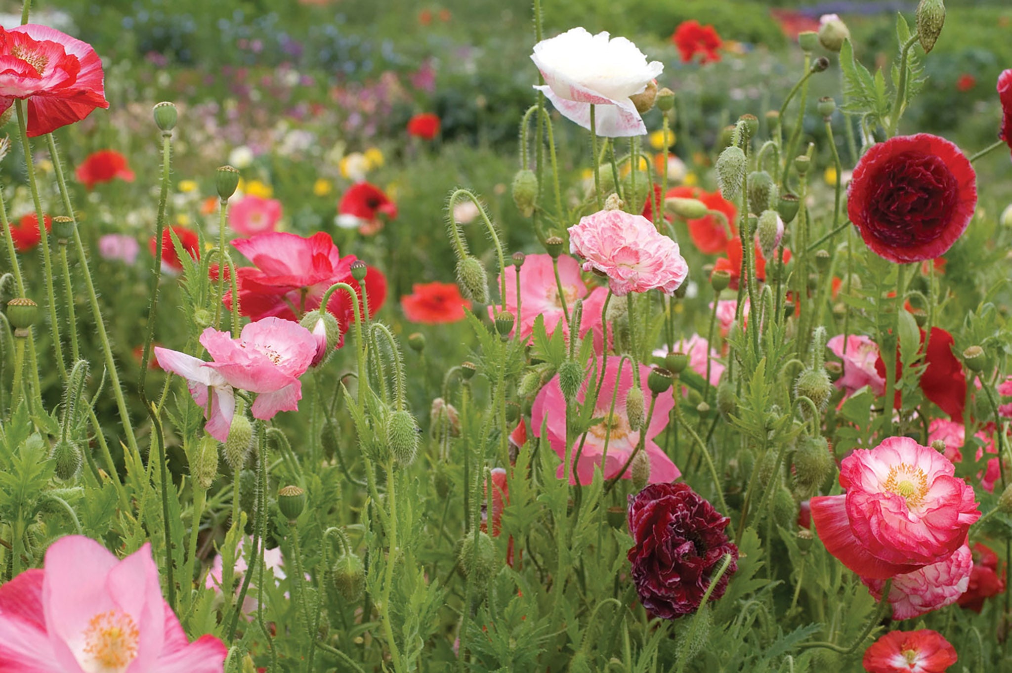 Poppy, Double Shirley Mix – William Dam Seeds
