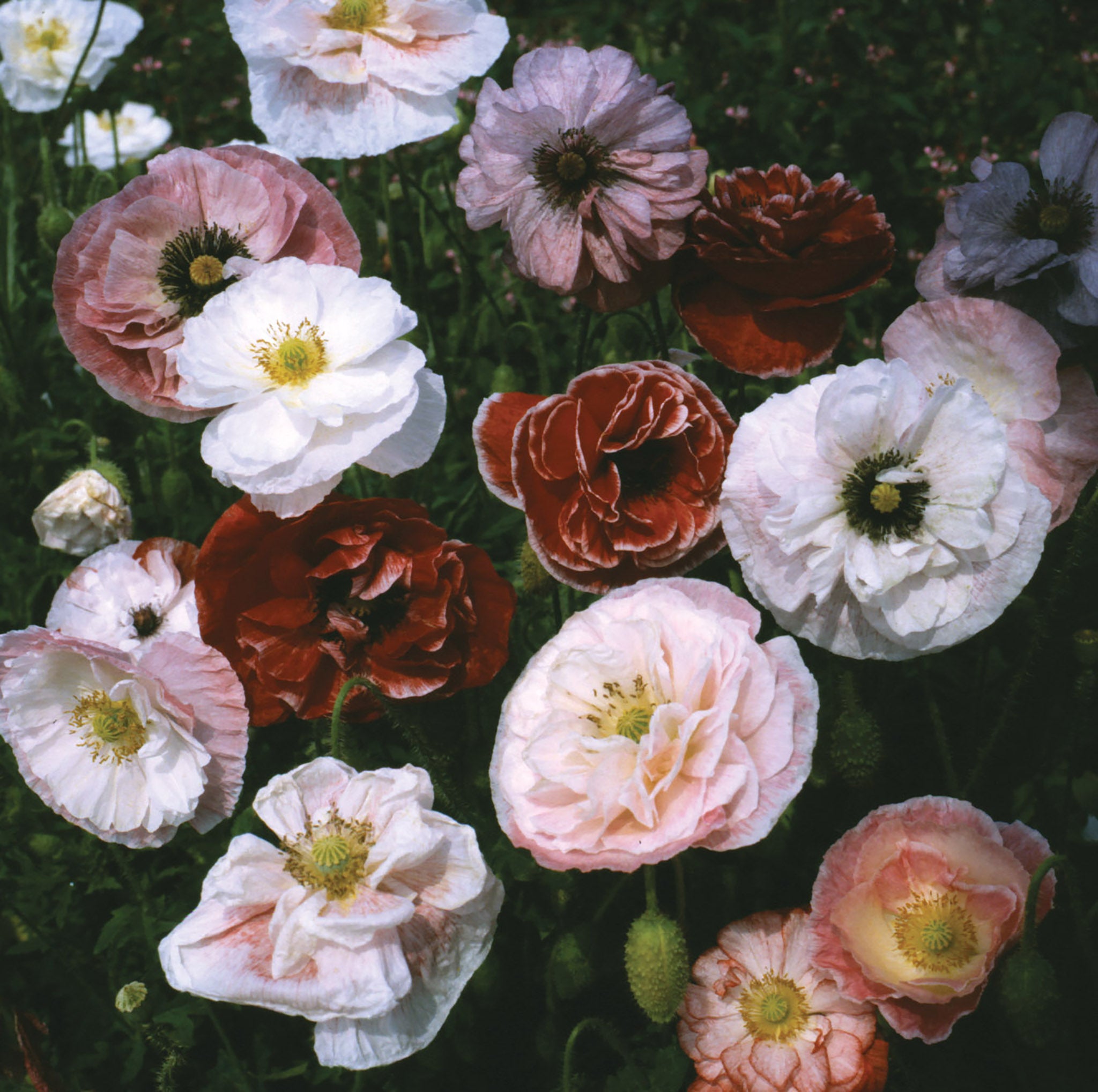 Poppy, Double Shirley Mix – William Dam Seeds