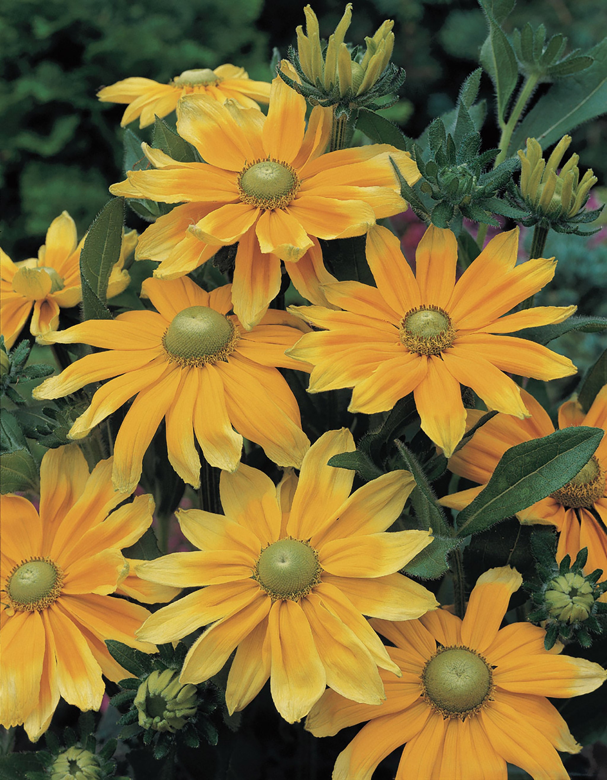 Rudbeckia, Prairie Sun – William Dam Seeds