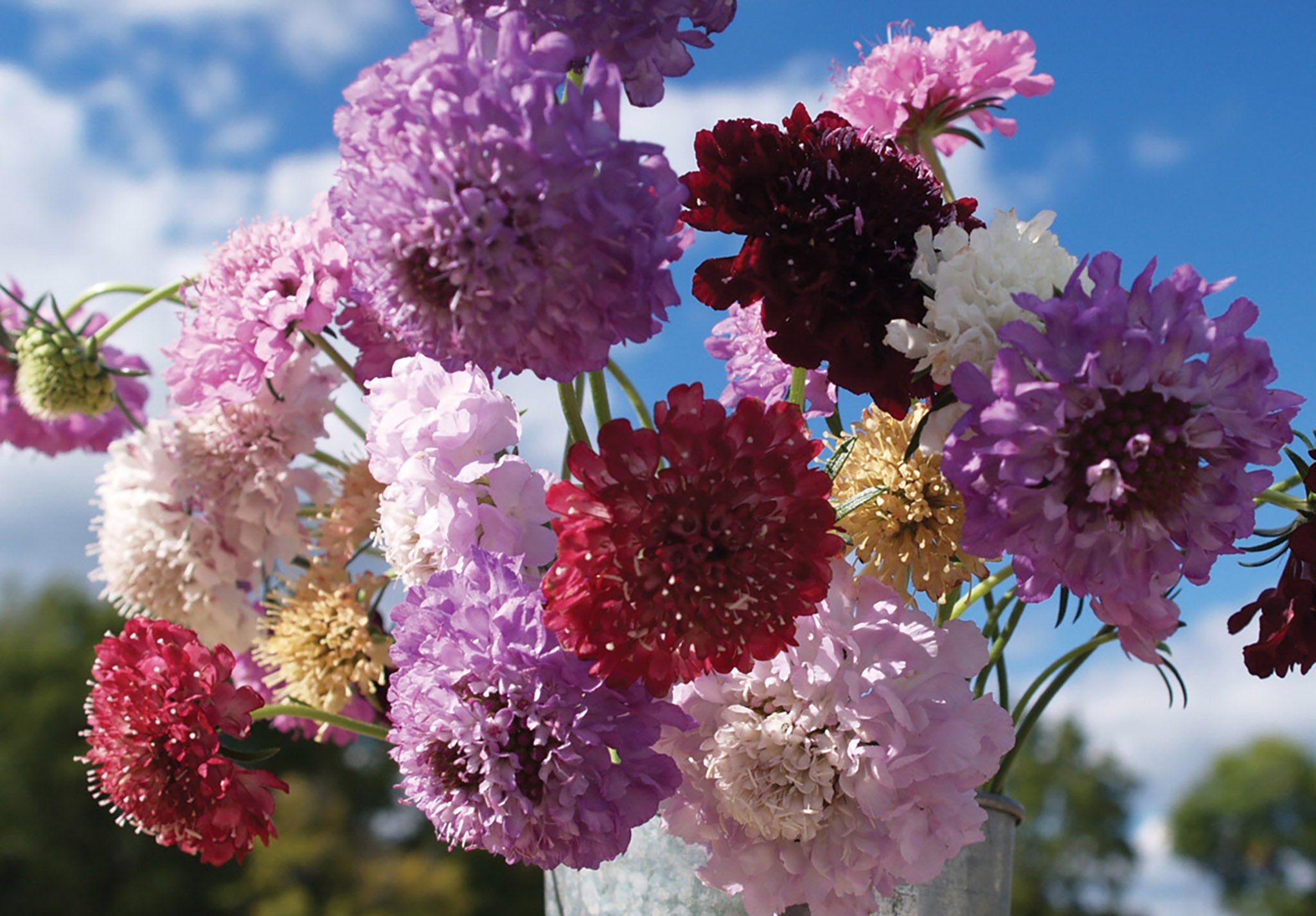 Scabiosa, Formula Mixture – William Dam Seeds