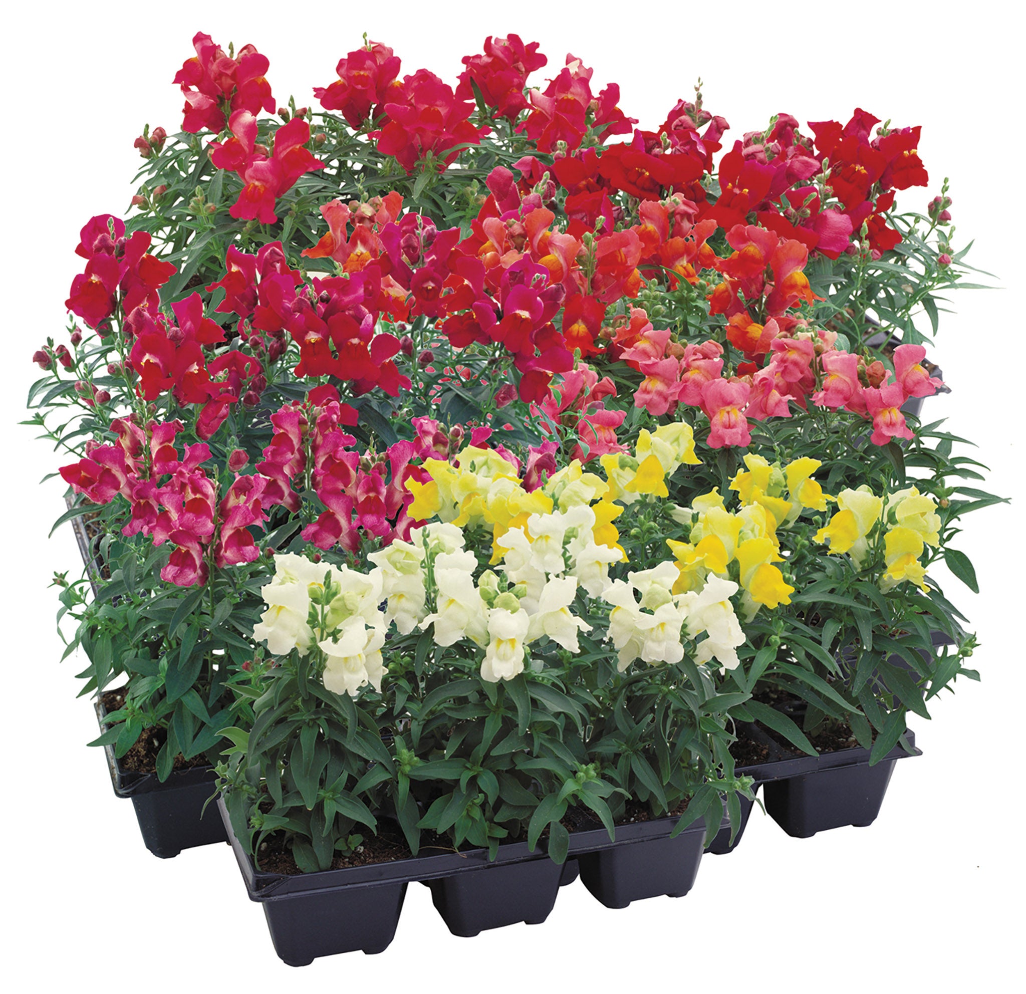 Snapdragon, Floral Showers Mix – William Dam Seeds