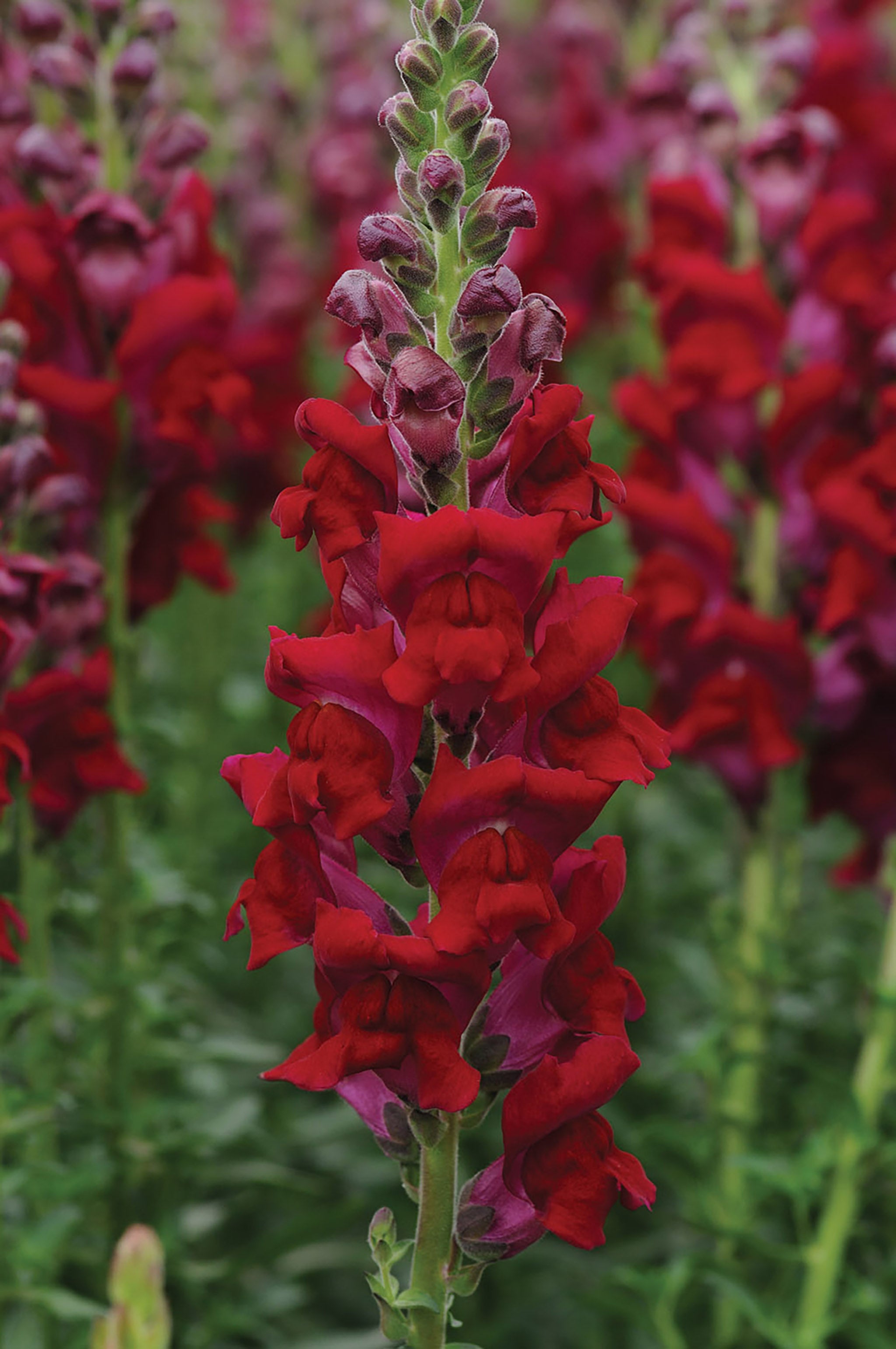Snapdragon, Potomac Red Improved – William Dam Seeds