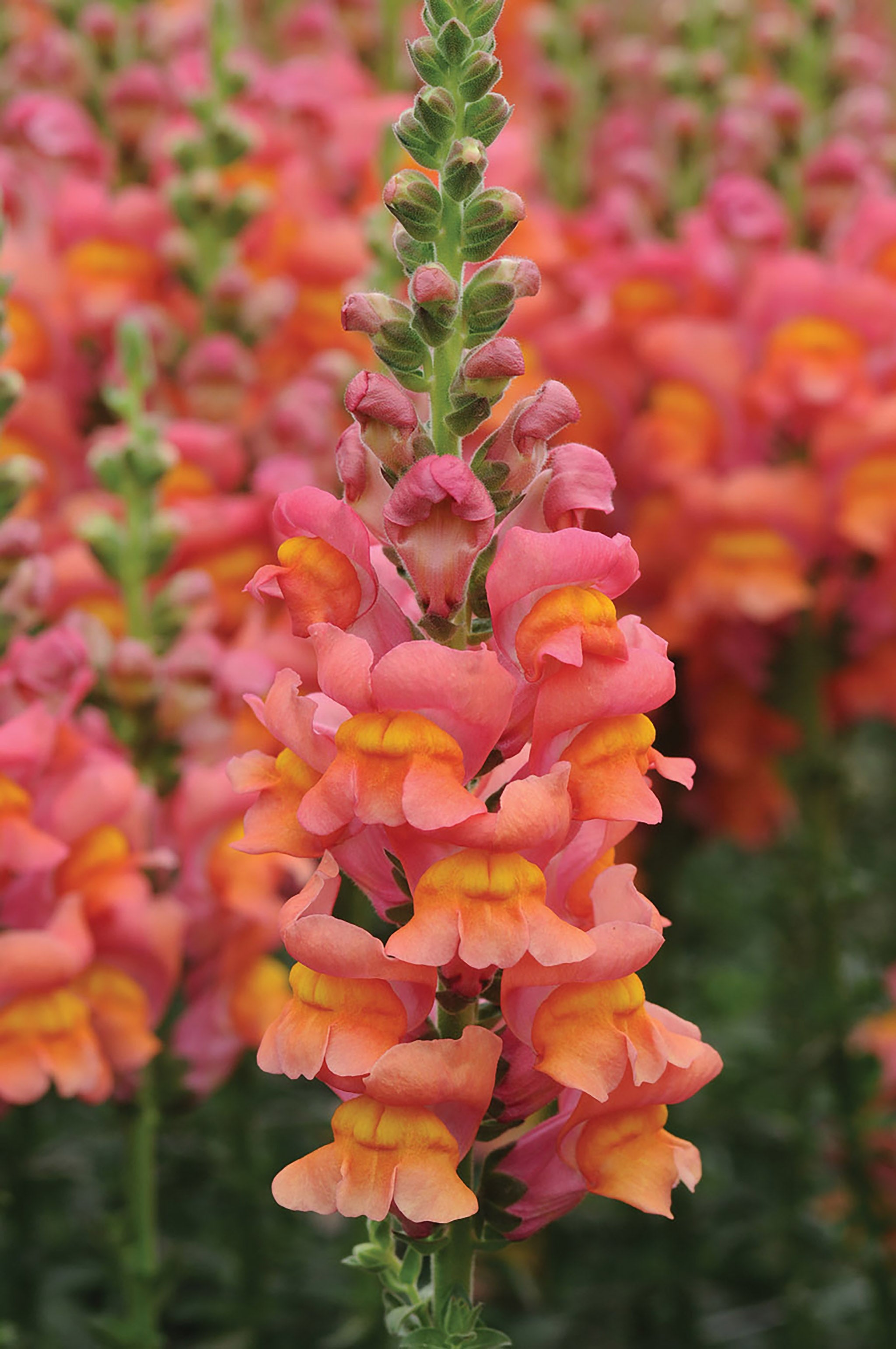 Snapdragon, Potomac Dark Orange – William Dam Seeds