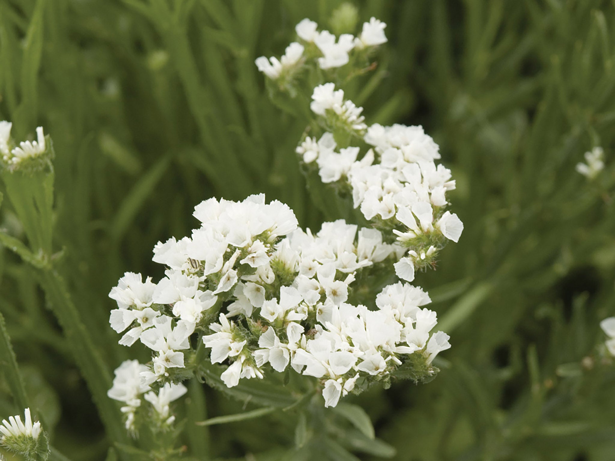 Statice QIS White – William Dam Seeds