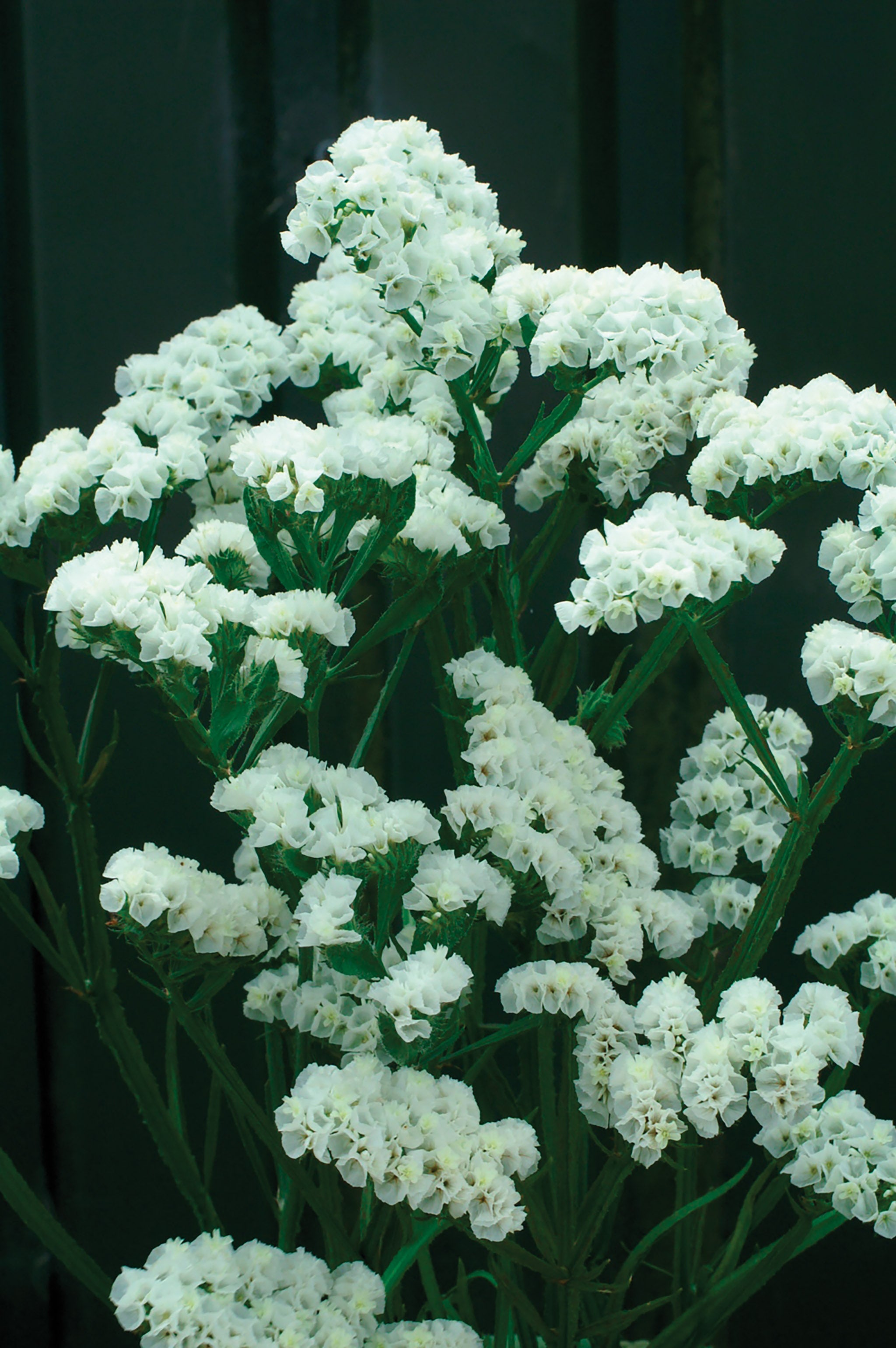 Statice QIS White – William Dam Seeds