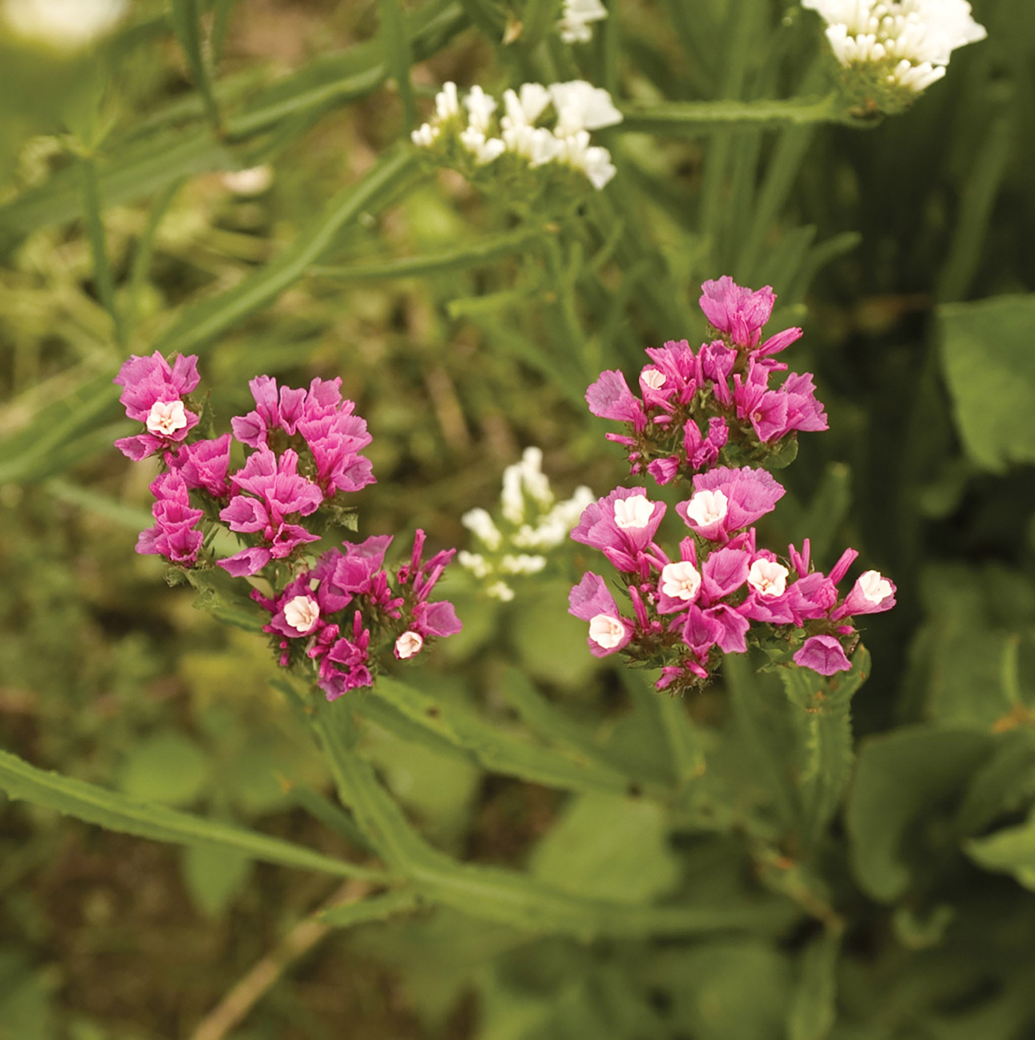 Statice QIS Rose – William Dam Seeds