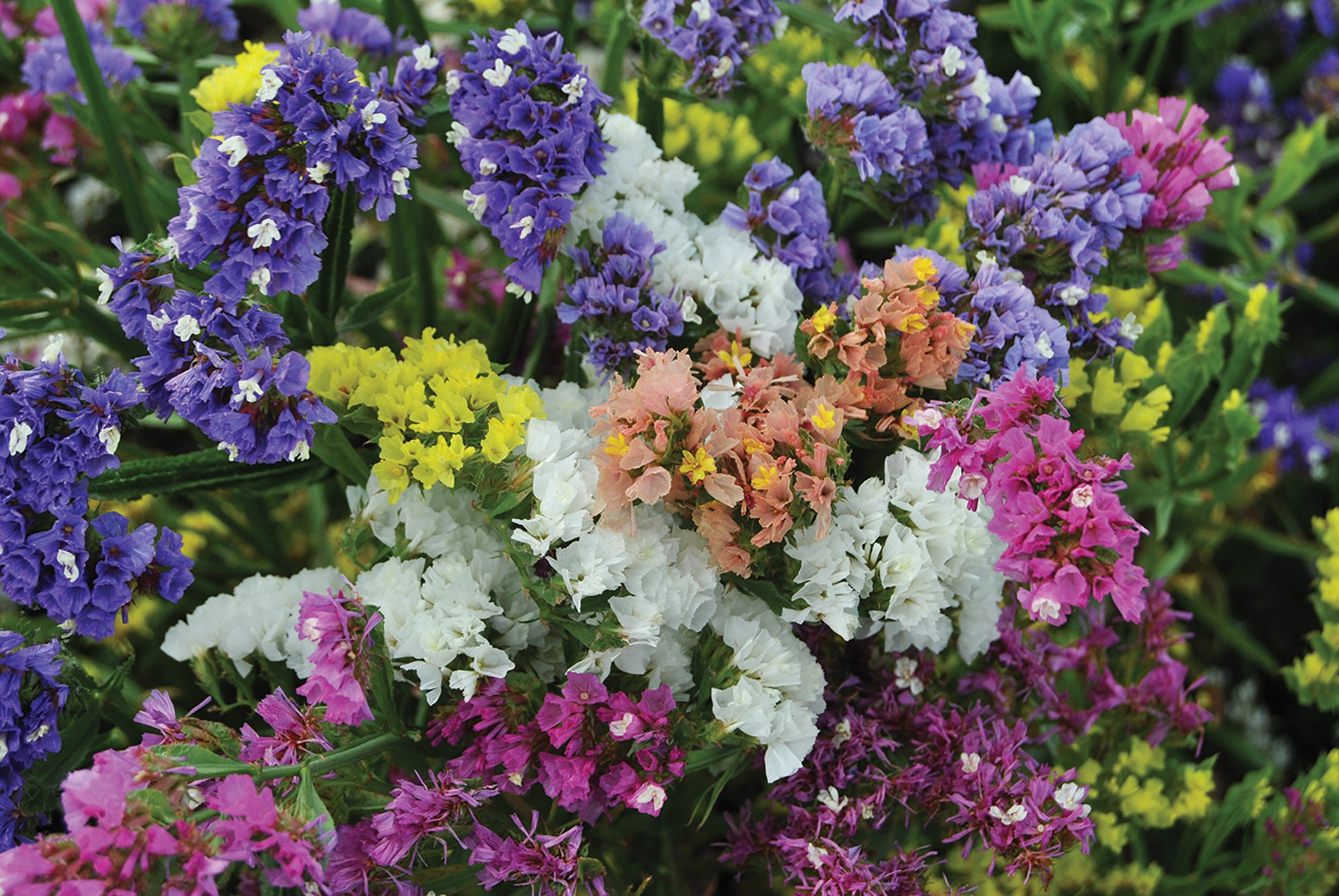 Statice QIS Formula Mixture – William Dam Seeds