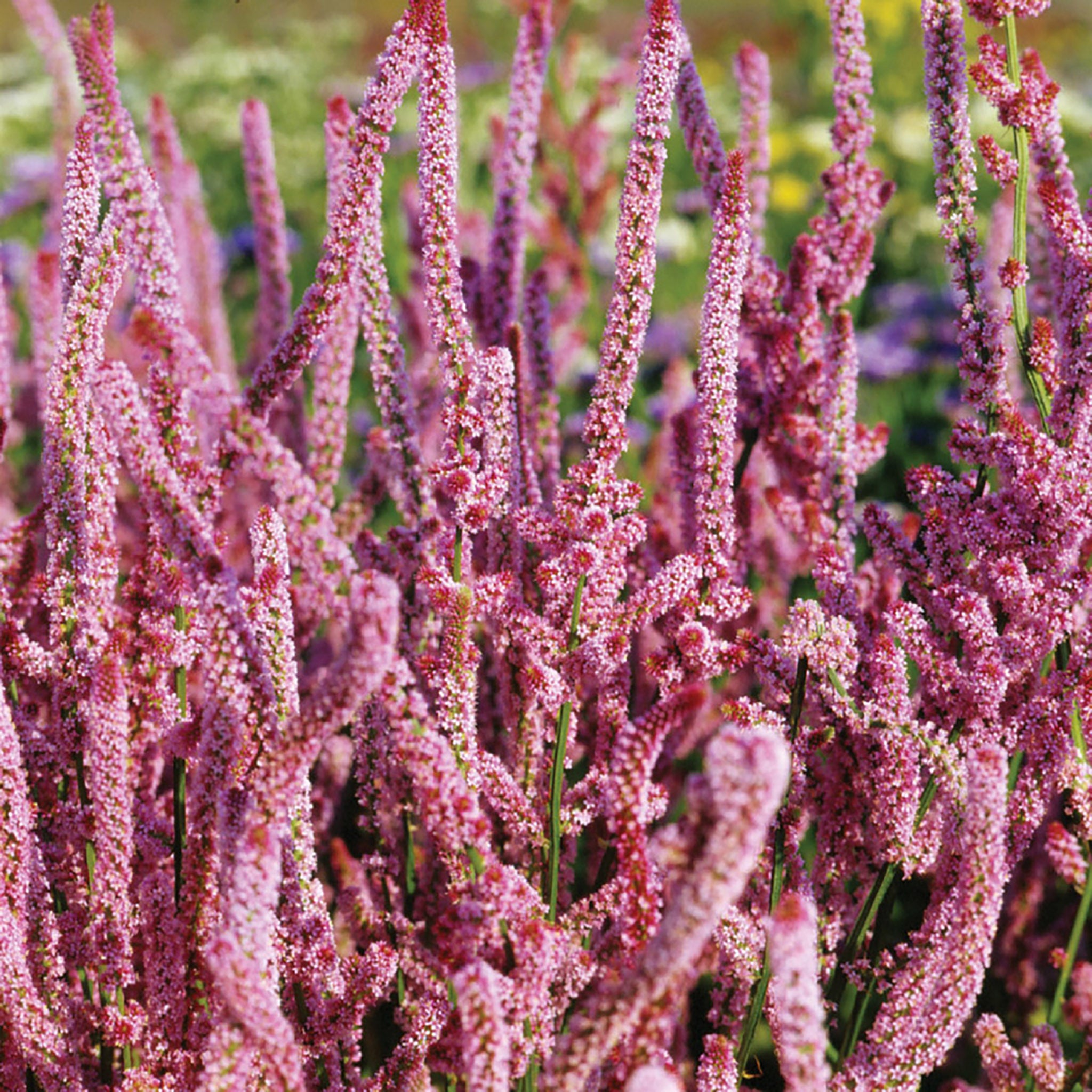 Statice, Pink Pokers – William Dam Seeds