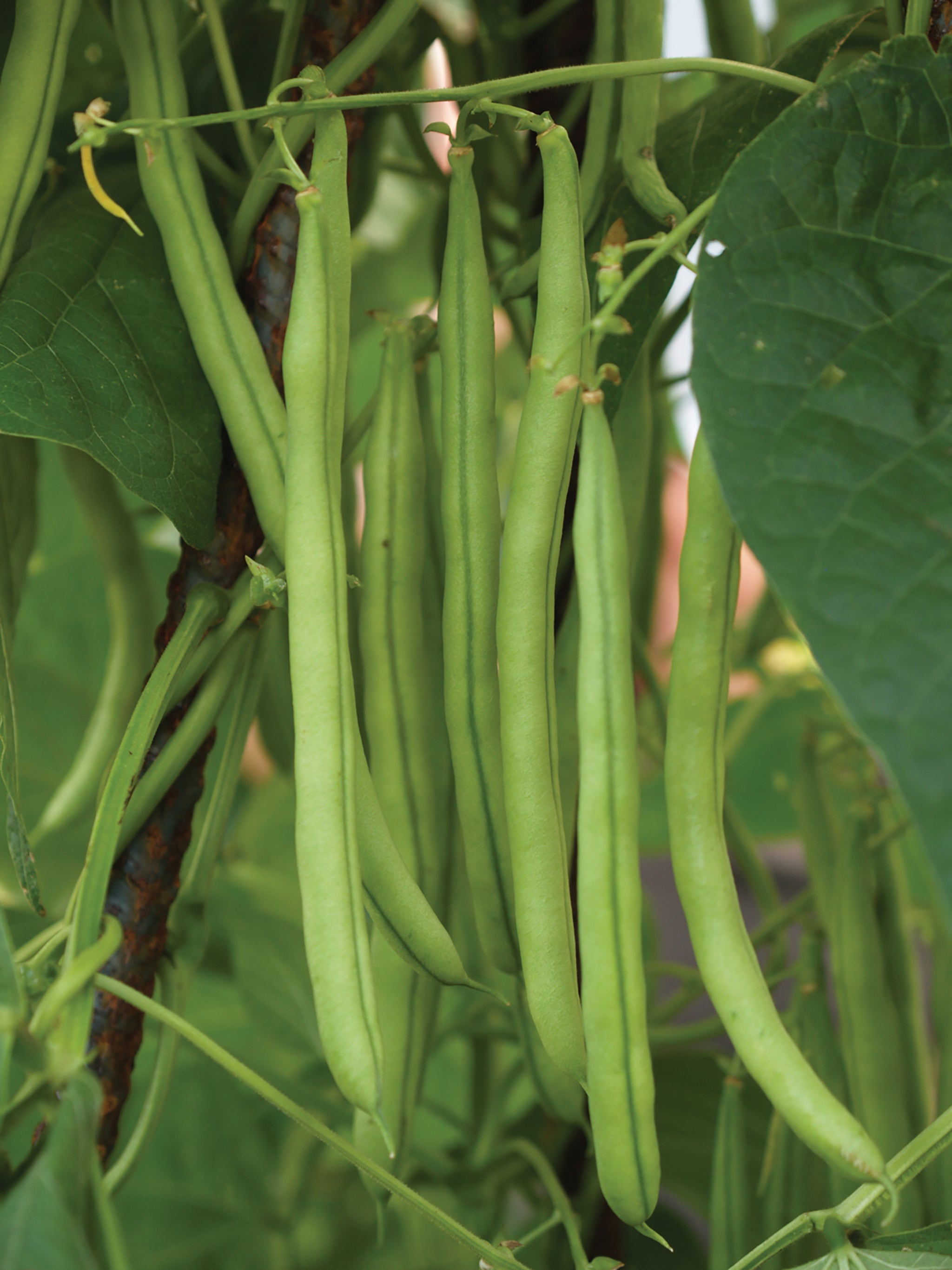 Beans, Isabel – William Dam Seeds