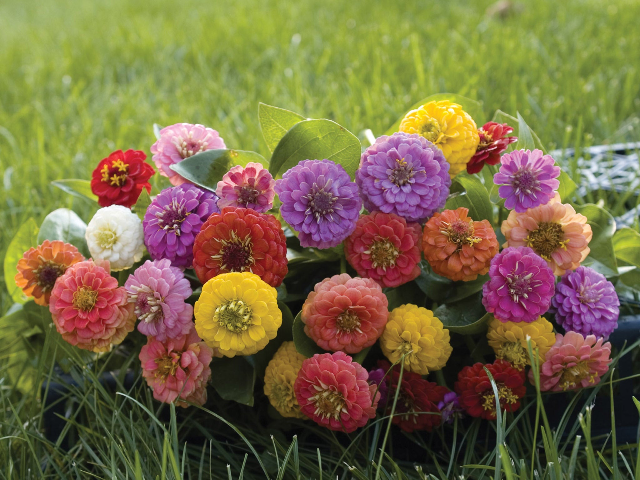 Lilliput Flower