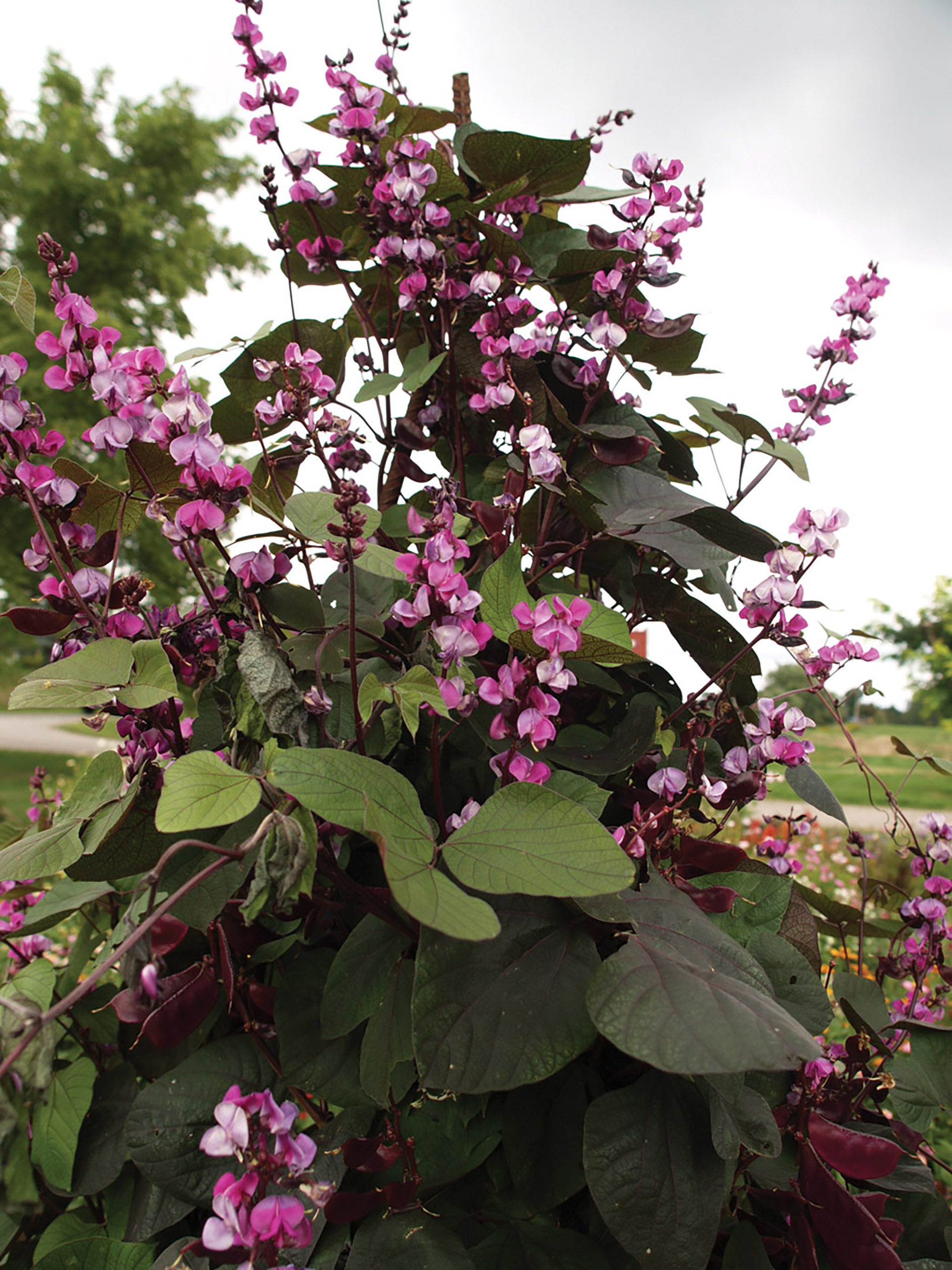 Climbers, Ruby Moon – William Dam Seeds