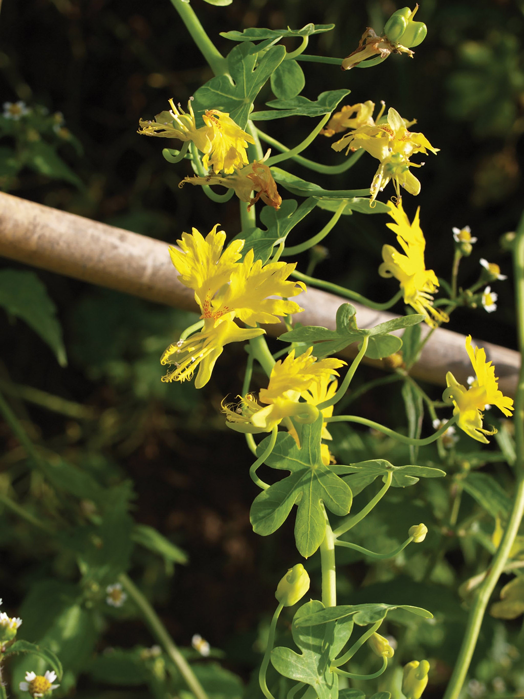 Climbers, Canary Bird Vine – William Dam Seeds
