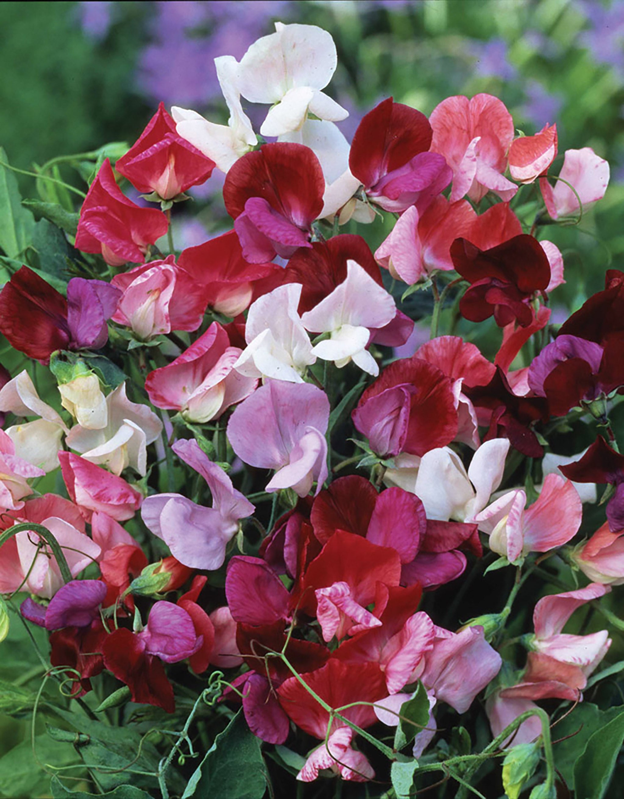 Climbers, Old Spice Mix – William Dam Seeds