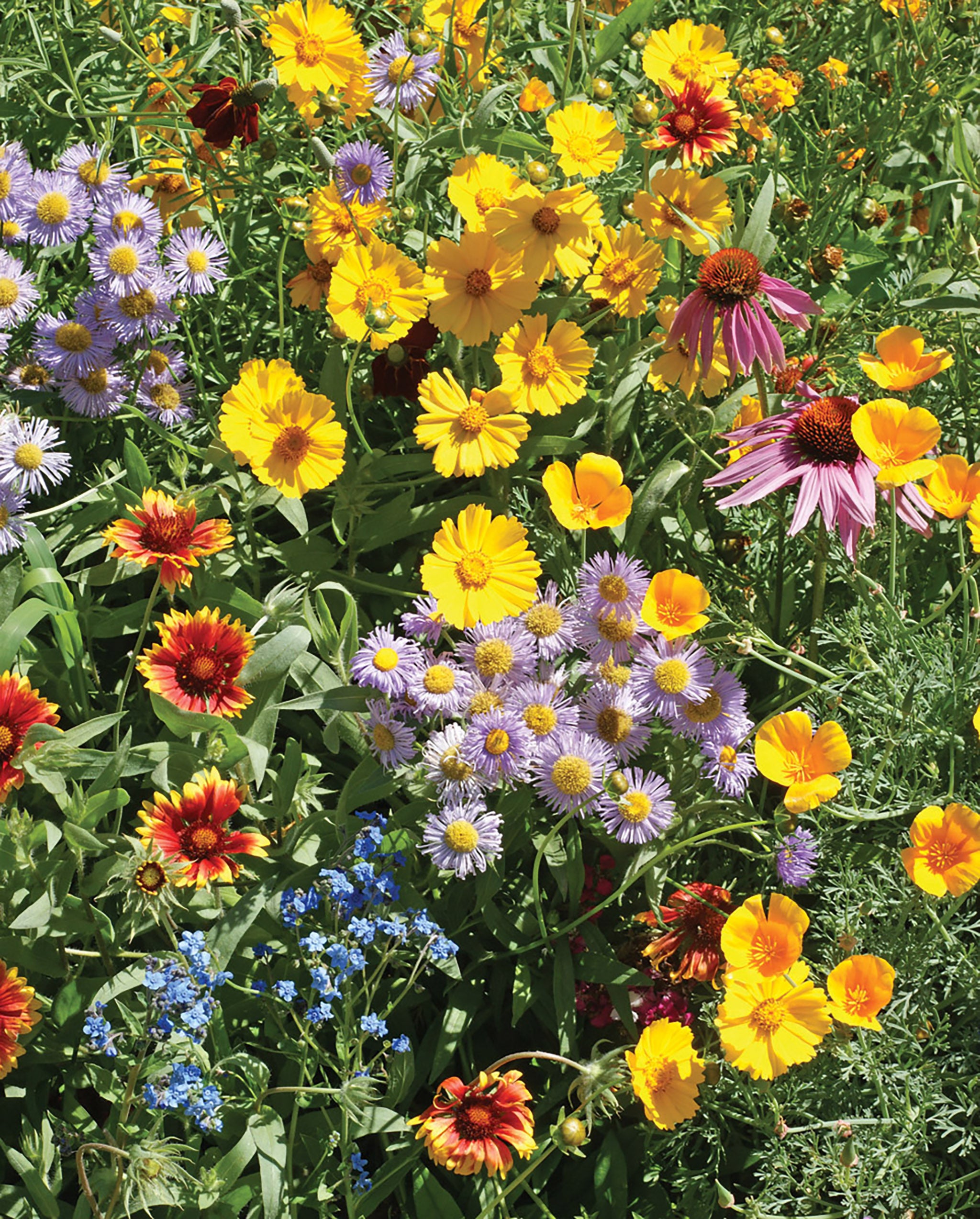 Pollinators, Bee Feed Mix – William Dam Seeds