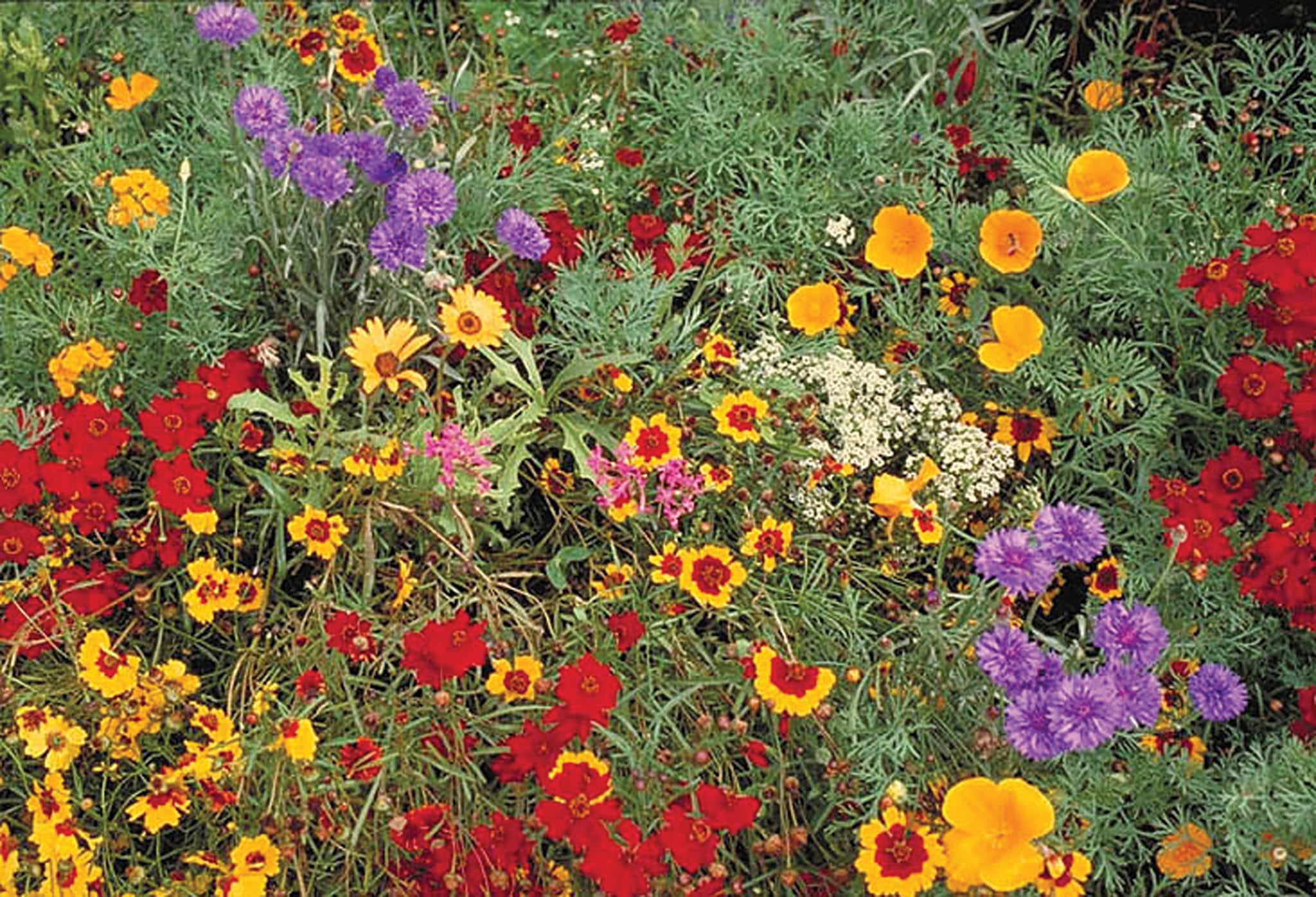 Pollinators, Bee Feed Mix – William Dam Seeds
