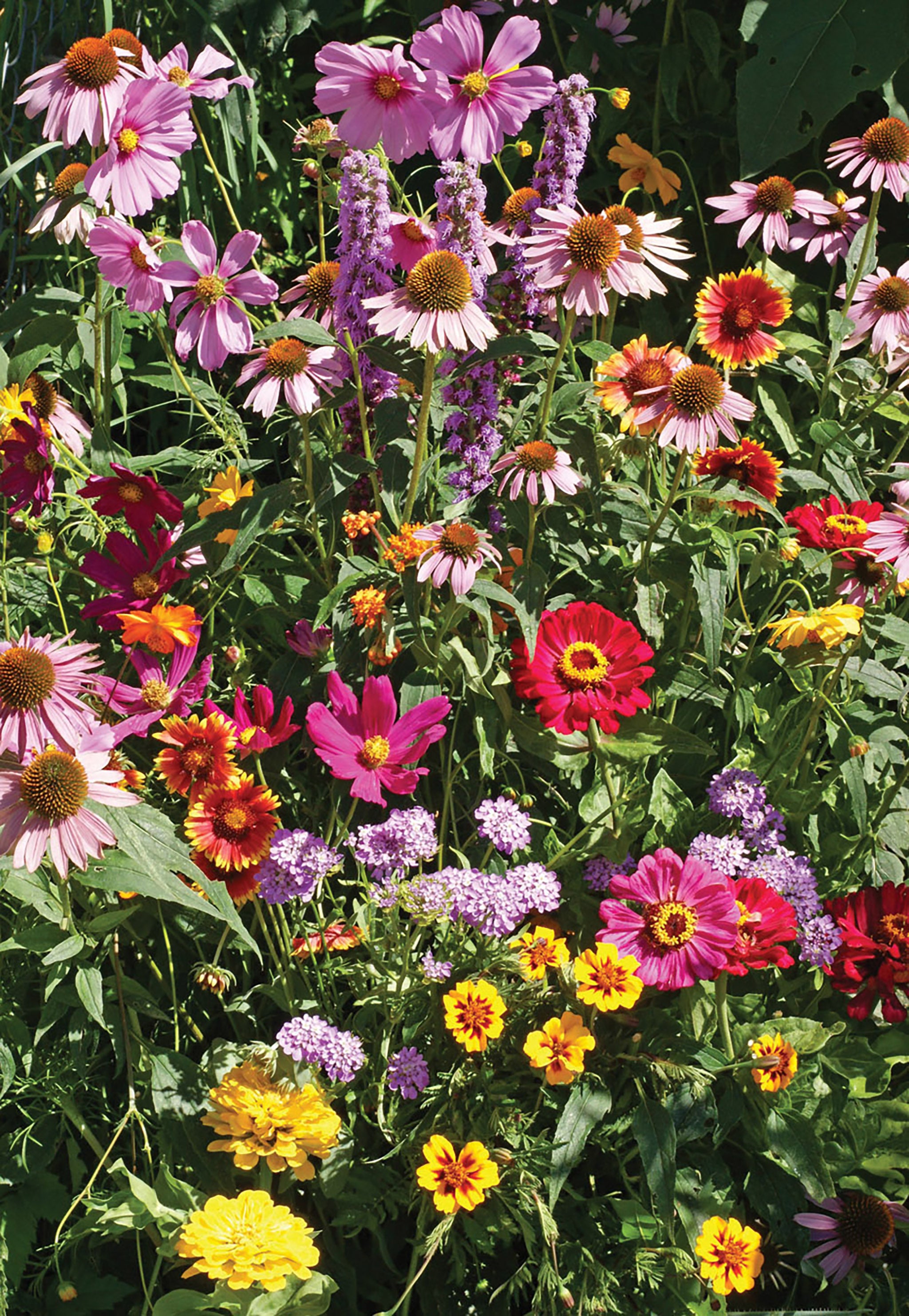 Pollinators, Monarch Butterfly Garden Mix – William Dam Seeds