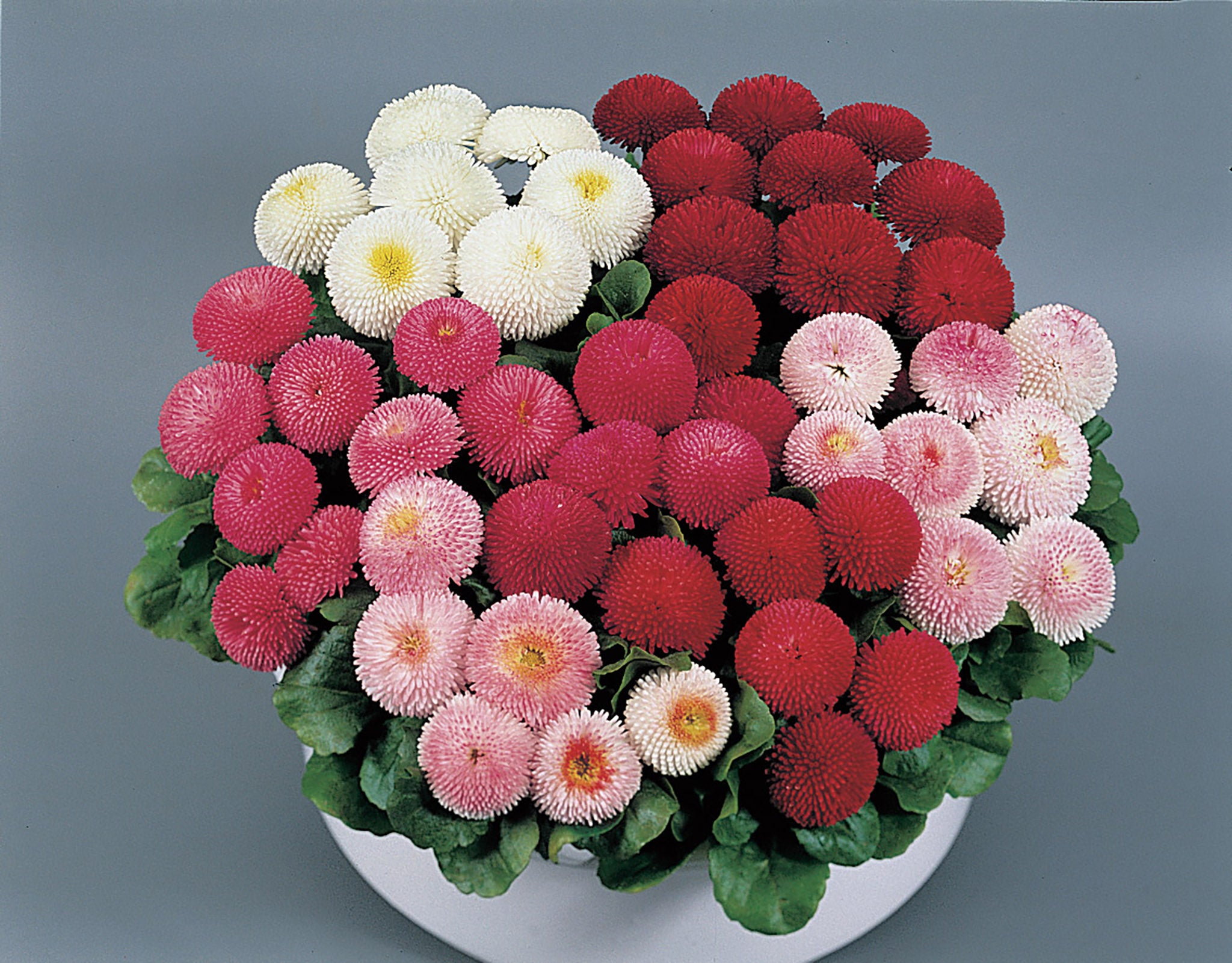 Bellis, Tasso Mix – William Dam Seeds