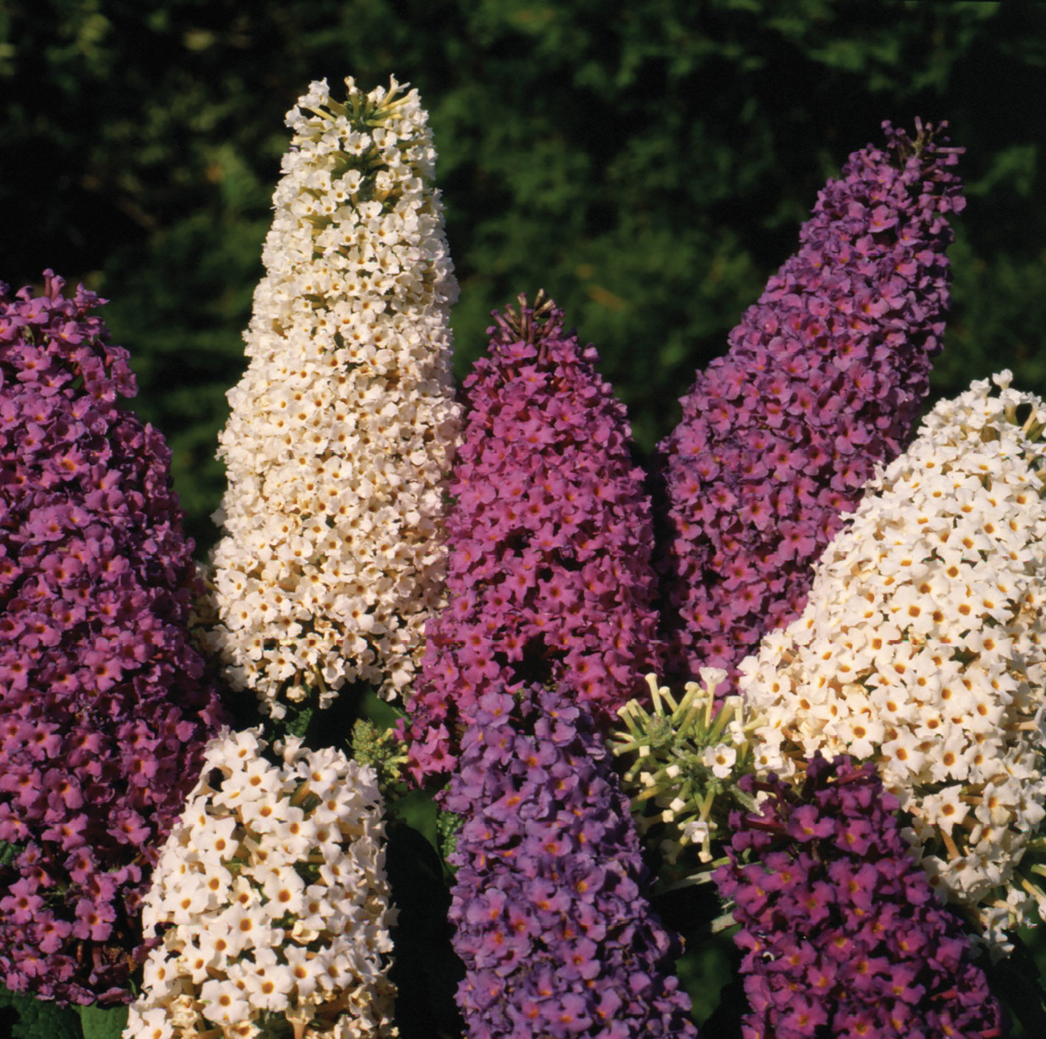 Buddleja, Butterfly Hybrids – William Dam Seeds