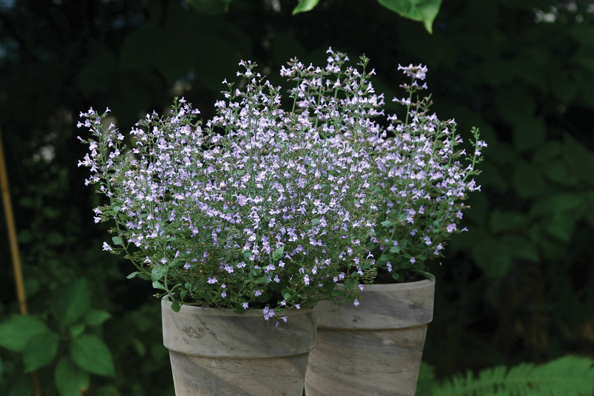 Calamintha, Marvelette Blue – William Dam Seeds