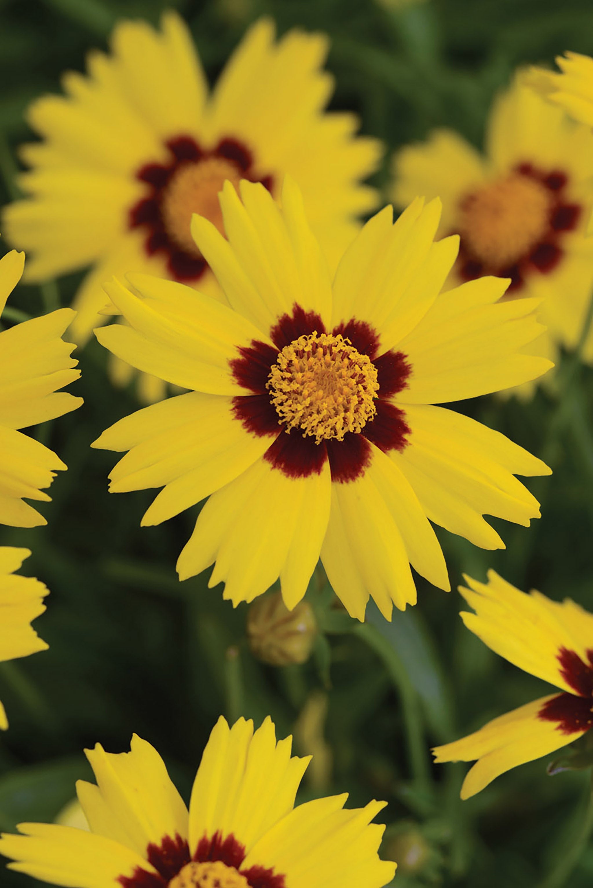 Coreopsis, SunKiss – William Dam Seeds