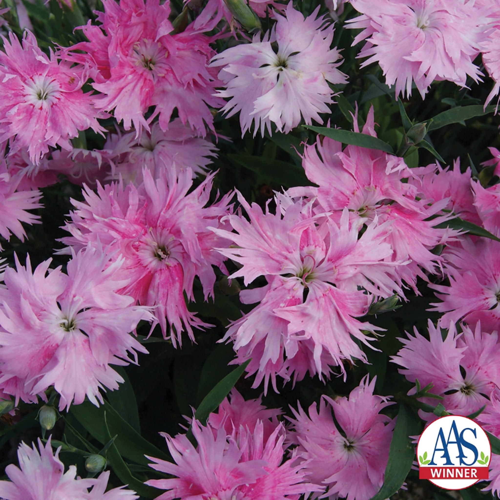 Dianthus, Supra Pink – William Dam Seeds