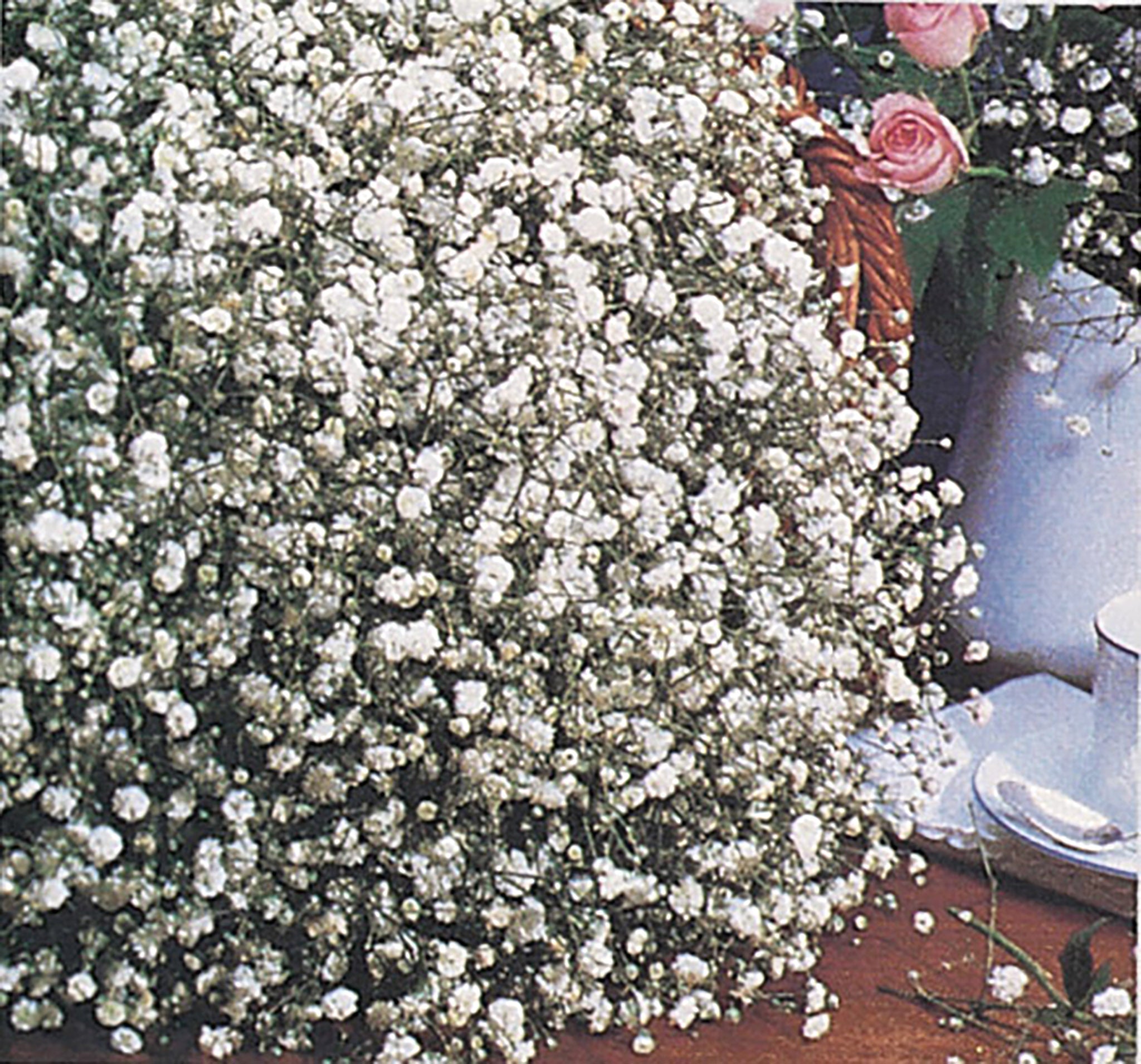 Gypsophila, Snowflake – William Dam Seeds