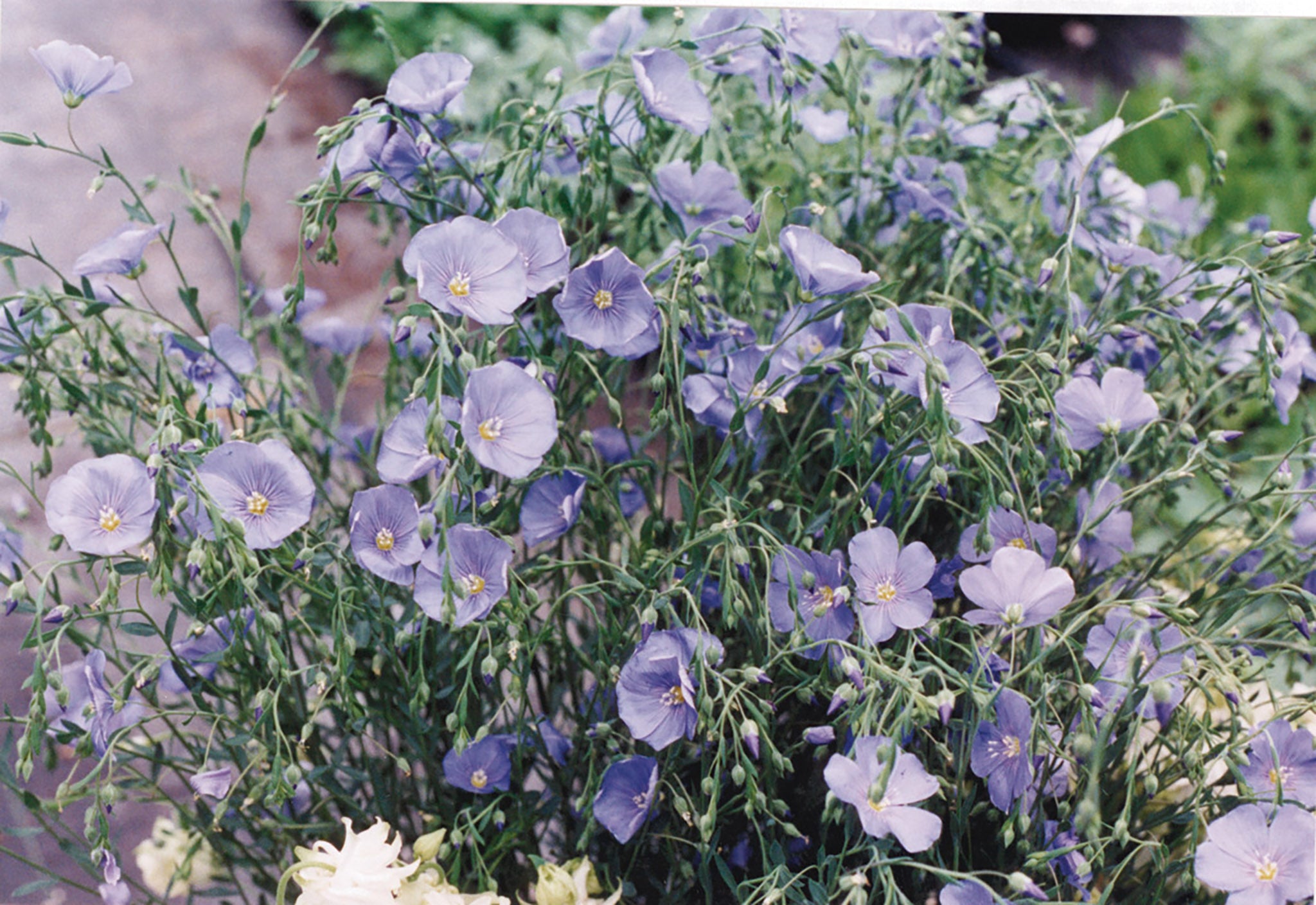 Linum, Blue Flowering Flax – William Dam Seeds