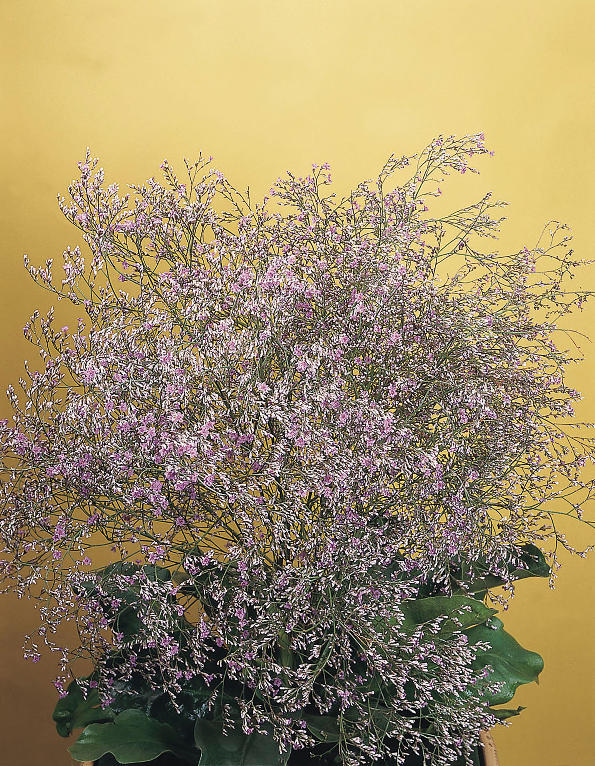 Statice, Sea Lavender – William Dam Seeds