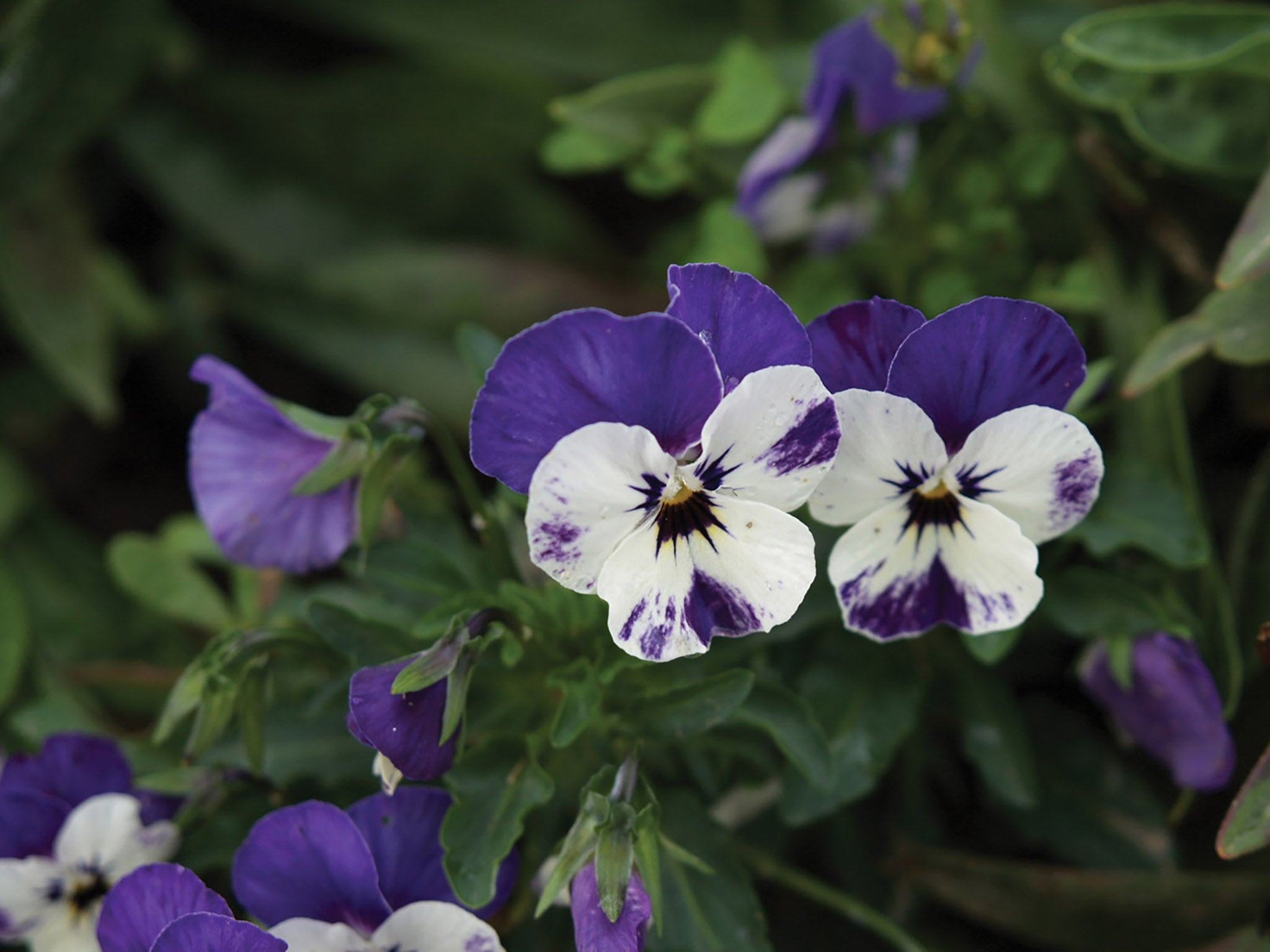 Viola, Delft Blue – William Dam Seeds