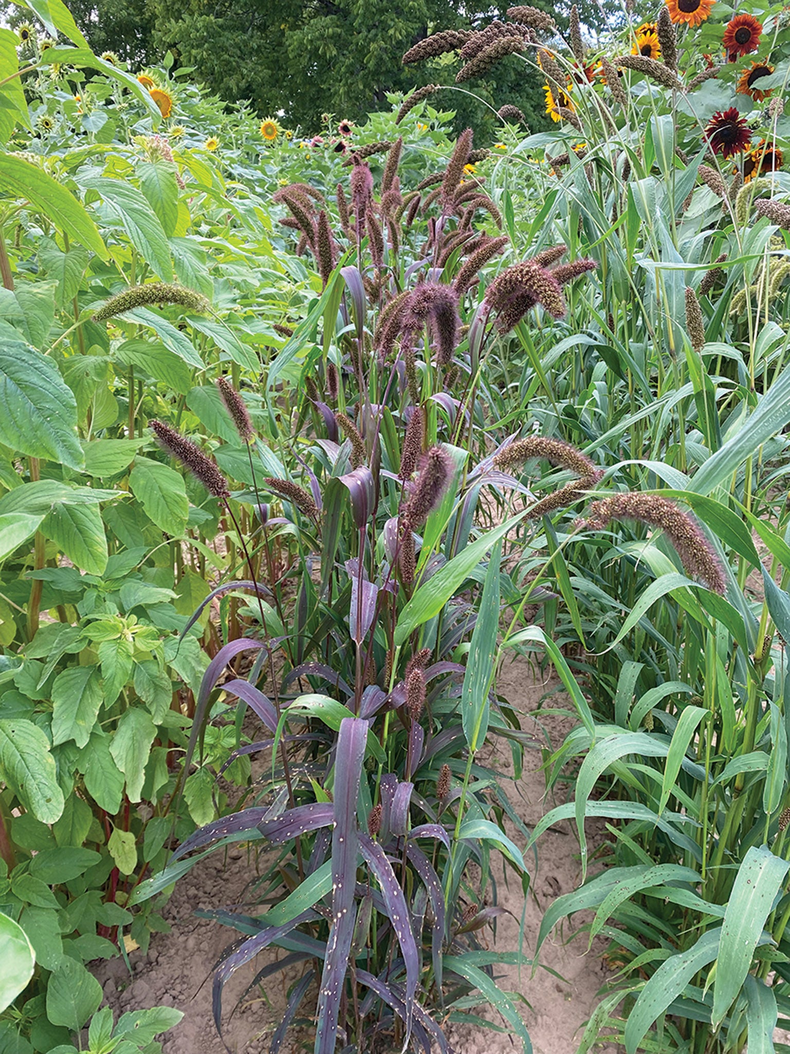 Red Millet Plant