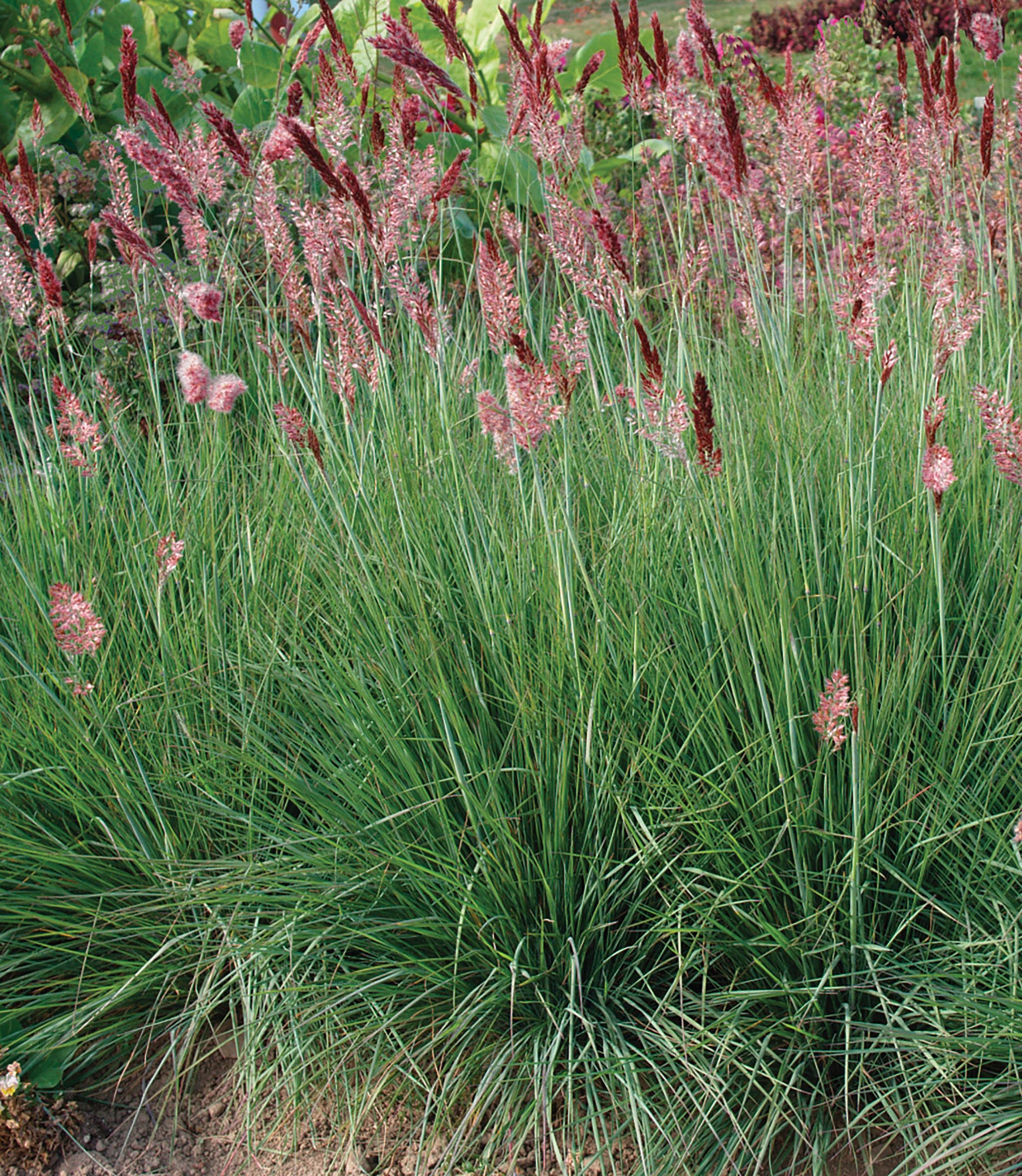 Grasses, Melinis Savannah – William Dam Seeds