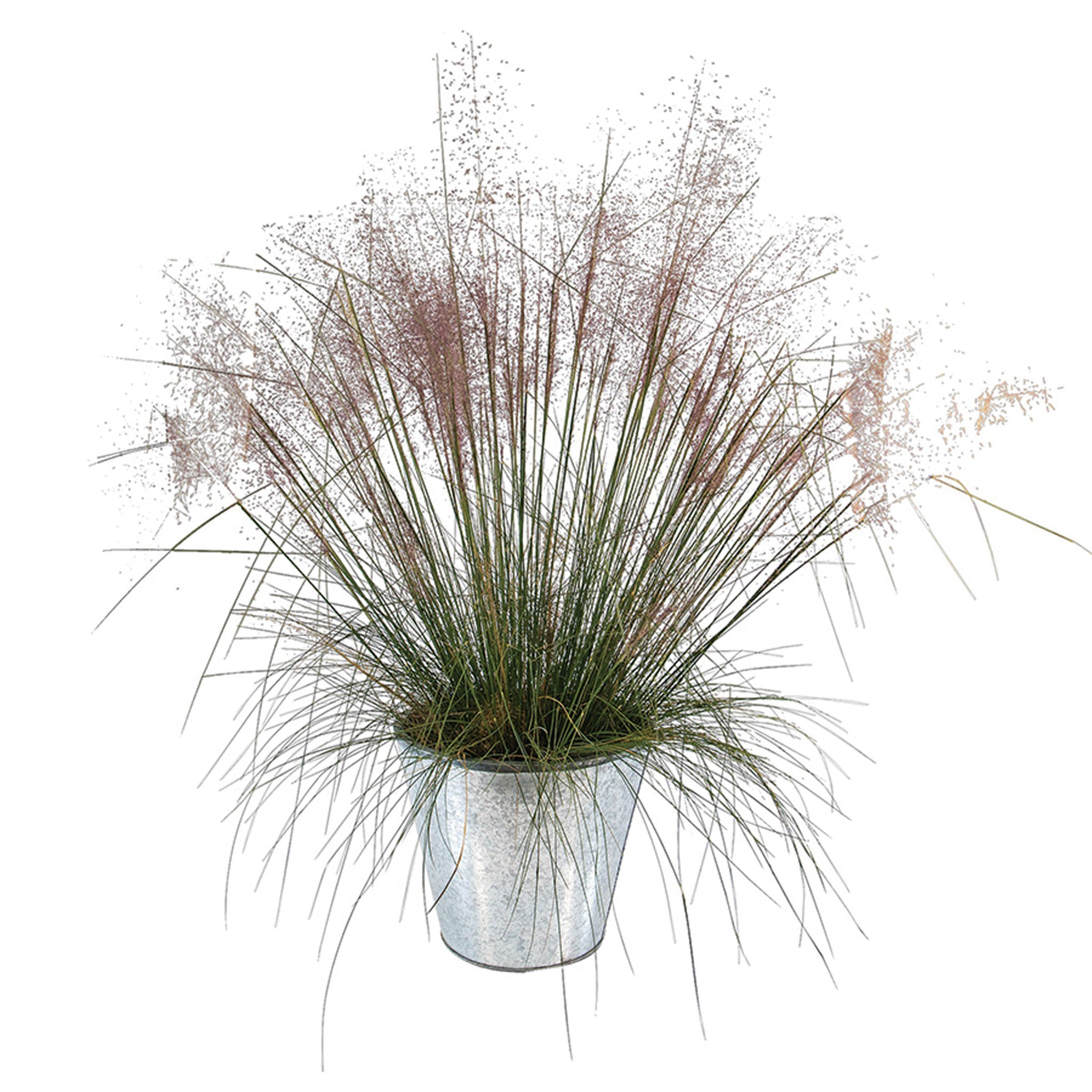 Grasses, Muhly Grass Ruby – William Dam Seeds