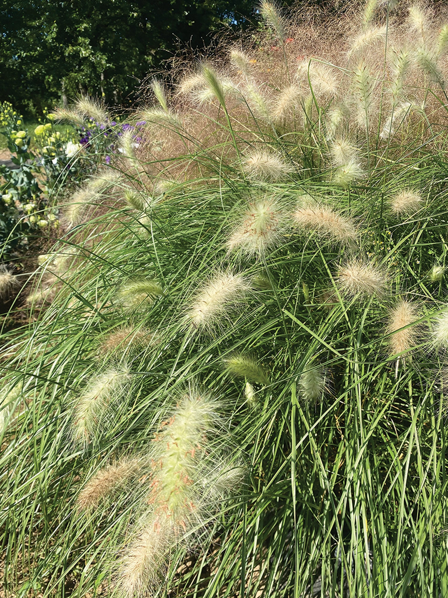 Grasses, FeatherTop Grass Fluffy – William Dam Seeds